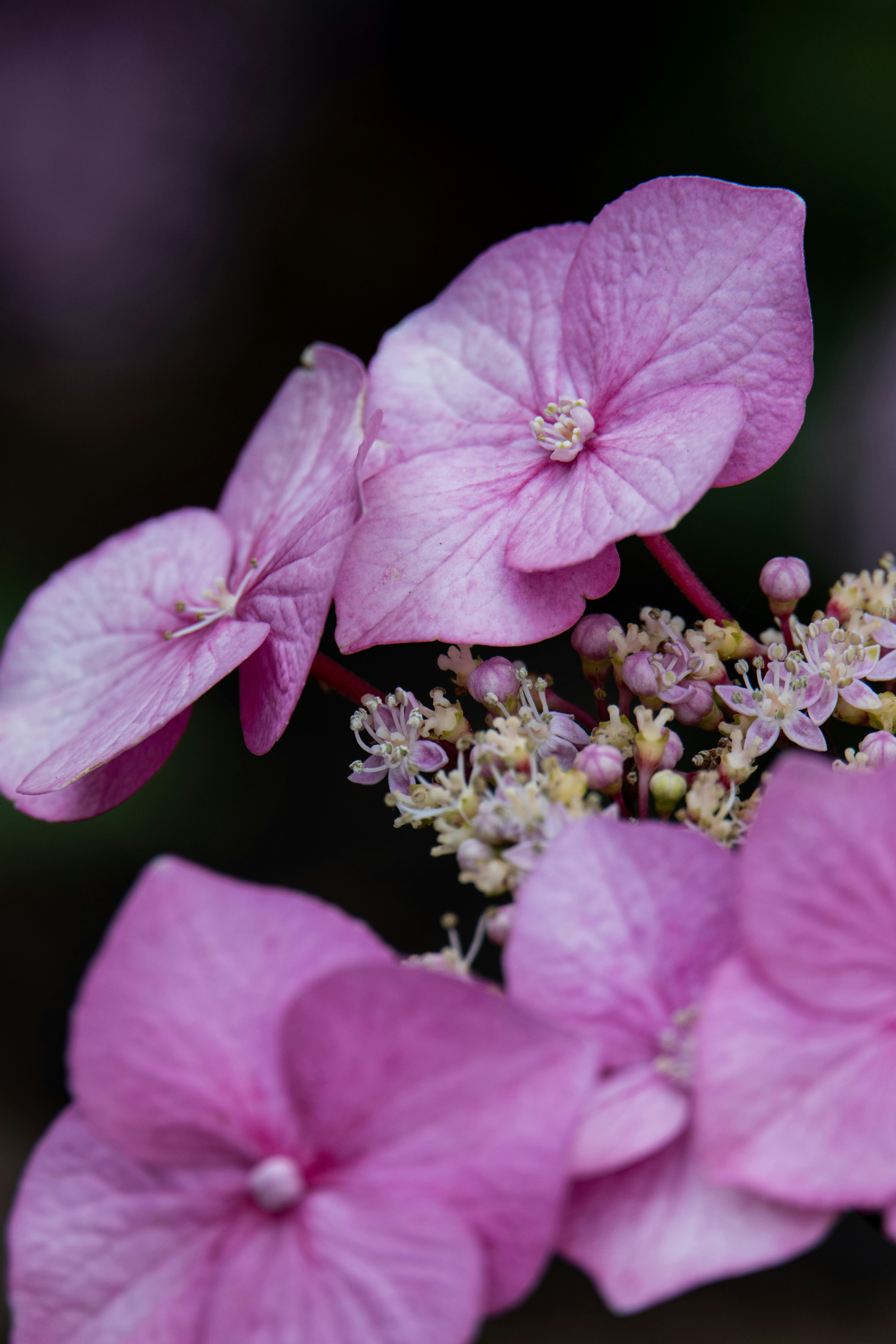 Pink Hydrangea Bloom: Close-Up of Velvet Petals and Tiny Cluster