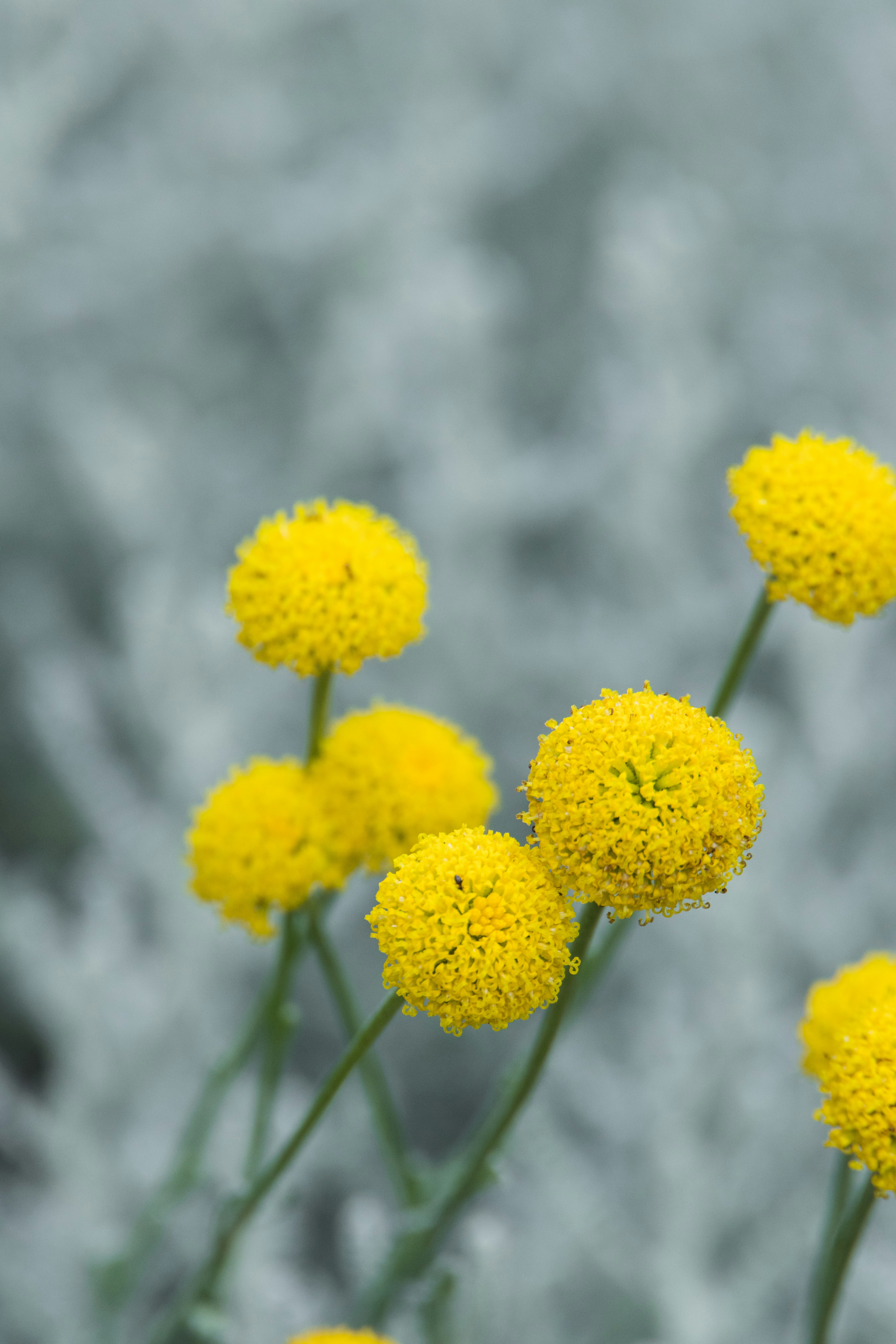 Bright Marigolds in Soft Focus Field