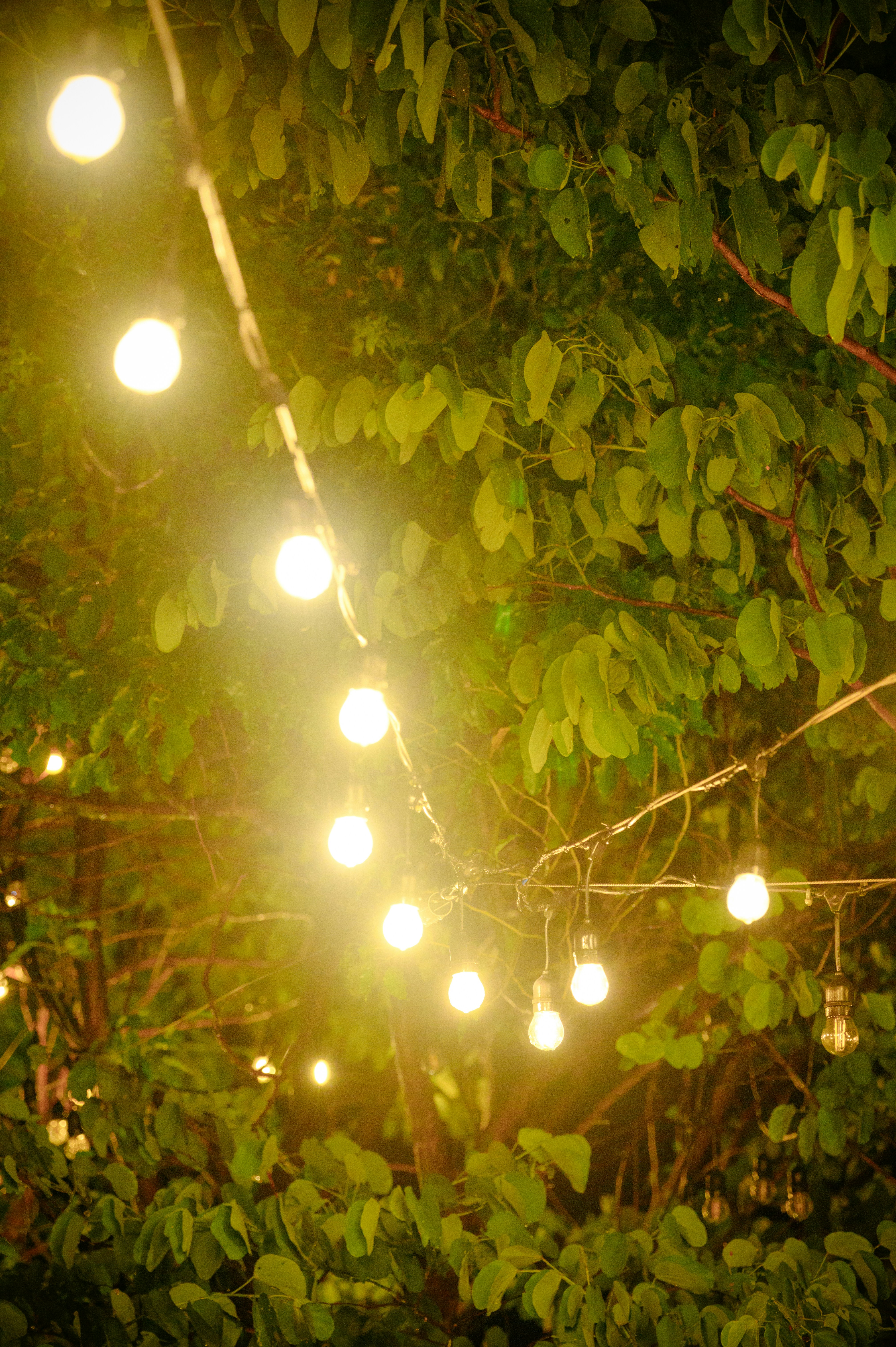 Ornamental Orbs: Warm Lanterns Weaving Through Nighttime Foliage