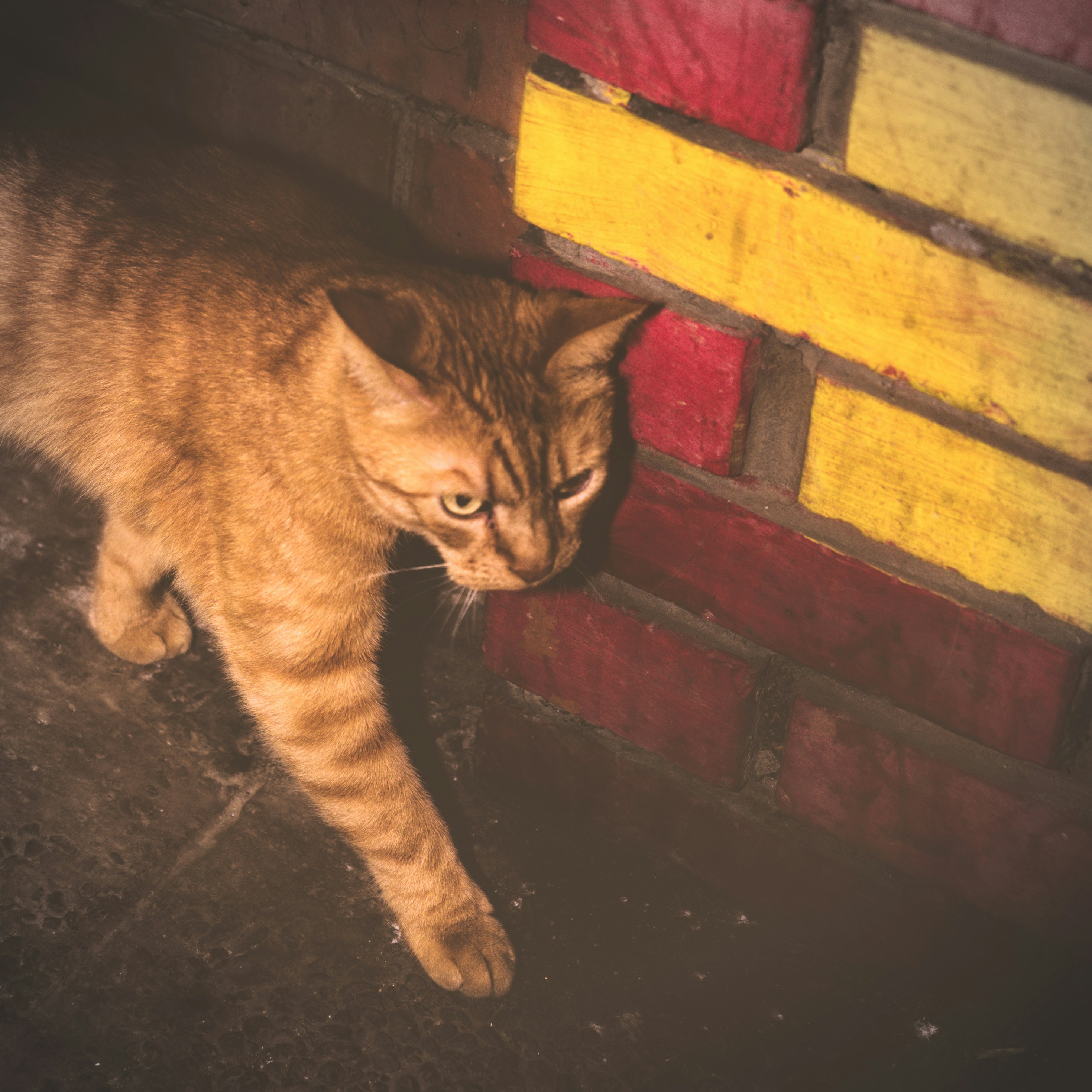 Bricked Alley Stalker: A Ginger Cat in Shadow