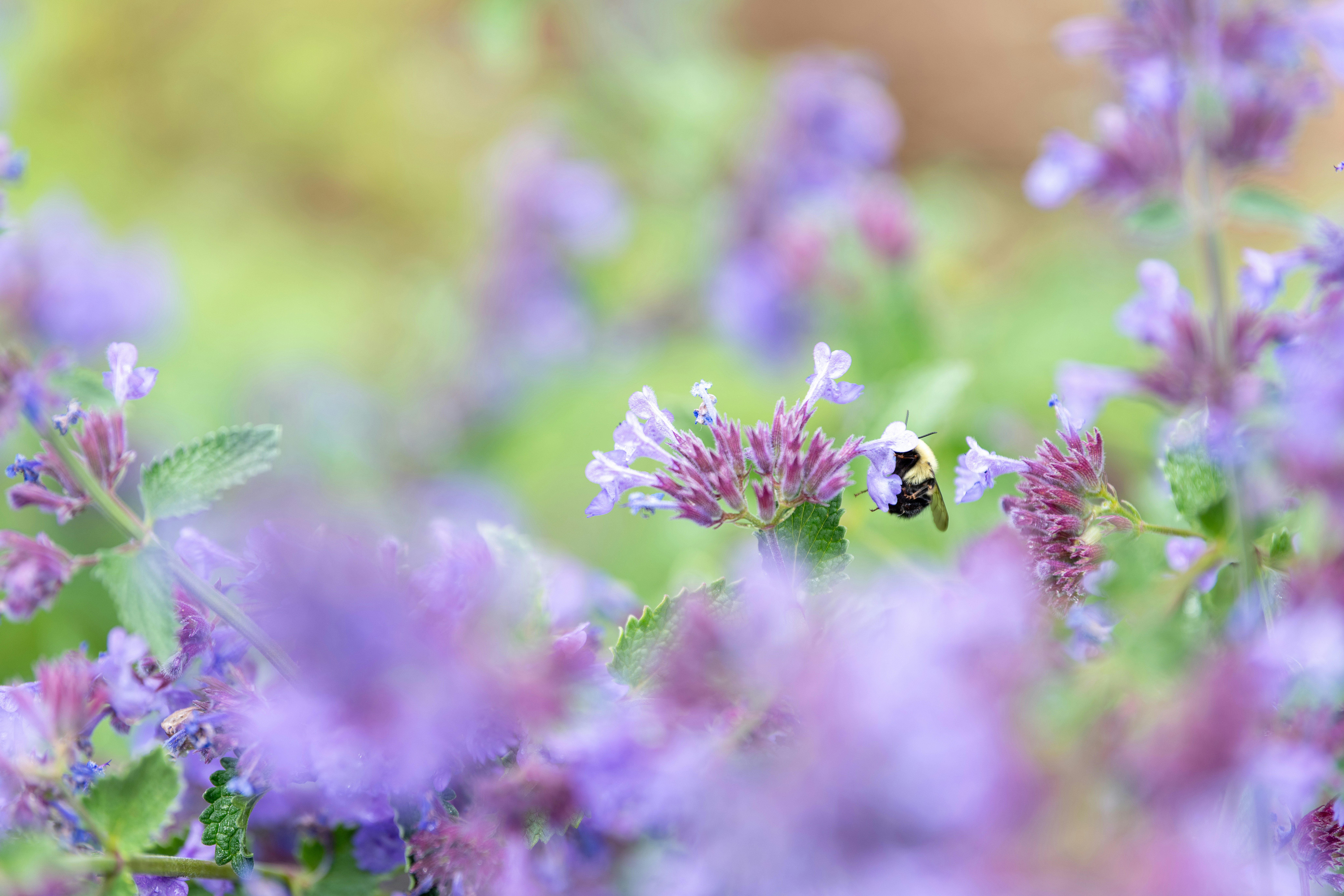 Buzz Amid Lavender: A Harbinger of Busy Summer Evenings