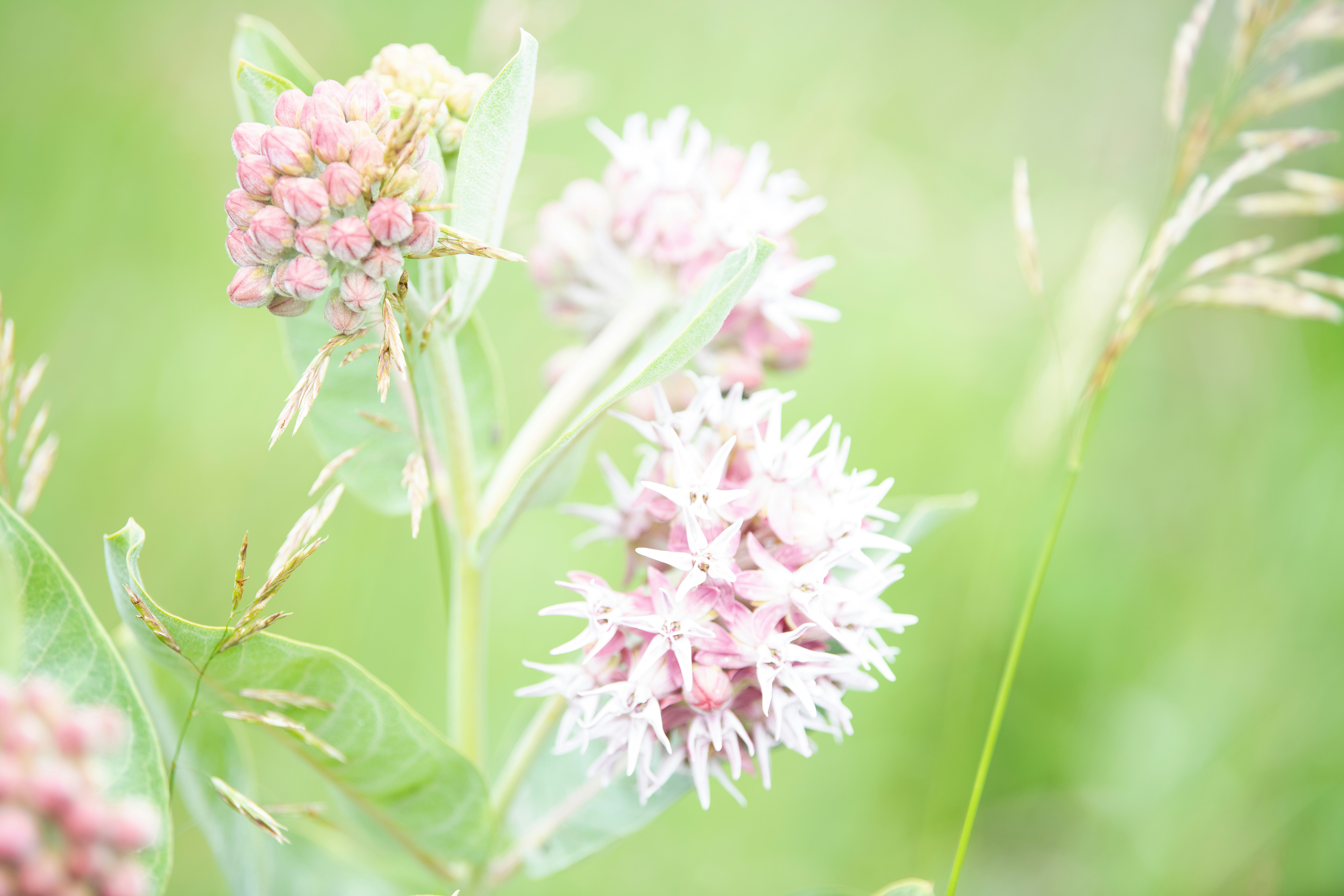 Petal Burst: Soft Macro Pastels in a Spring Meadow