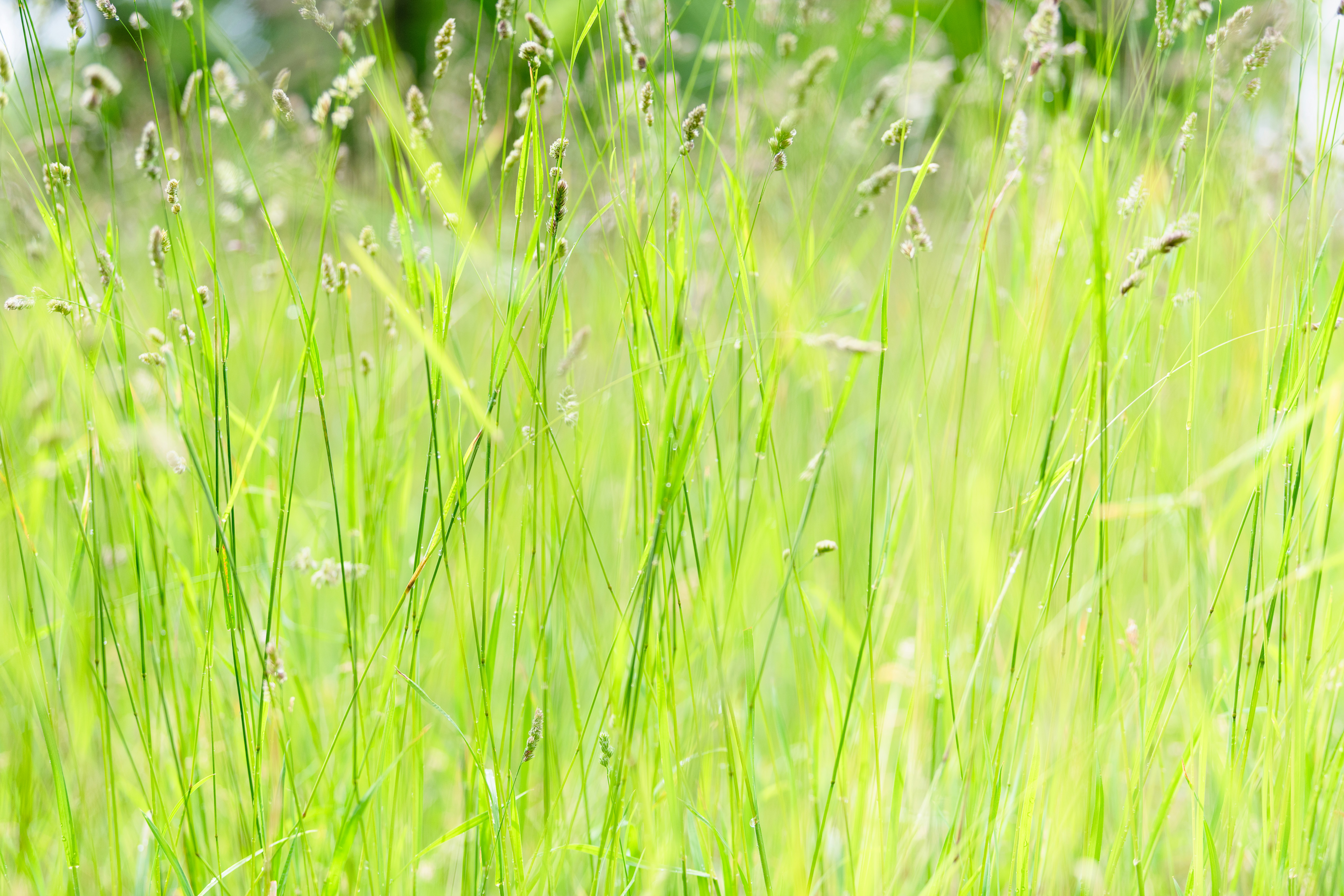 Sunlit Meadow: Fresh Grass in Morning Radiance