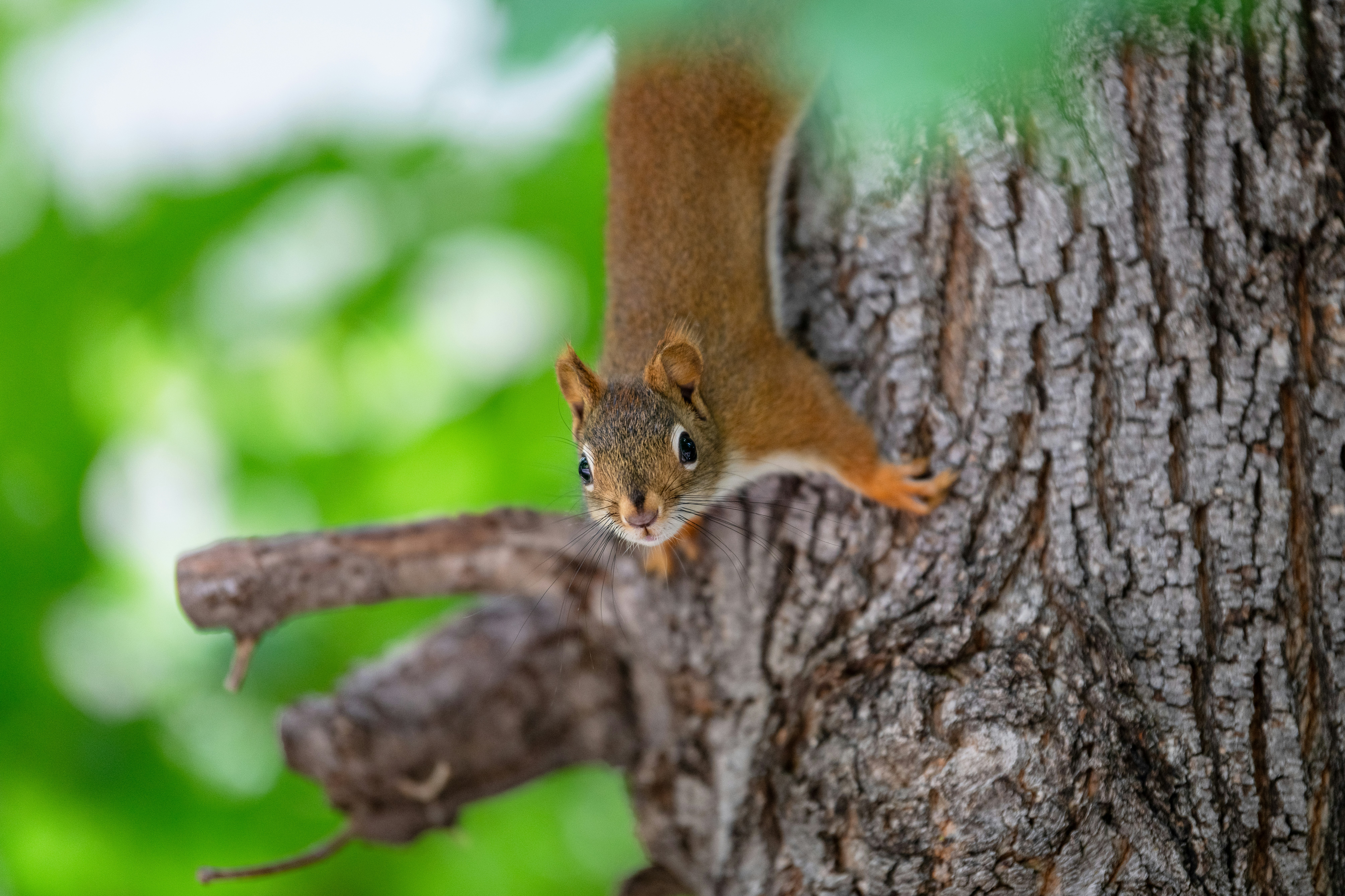 Parabolic Leap: Squirrel Grips a Branch from a Tree Trunk