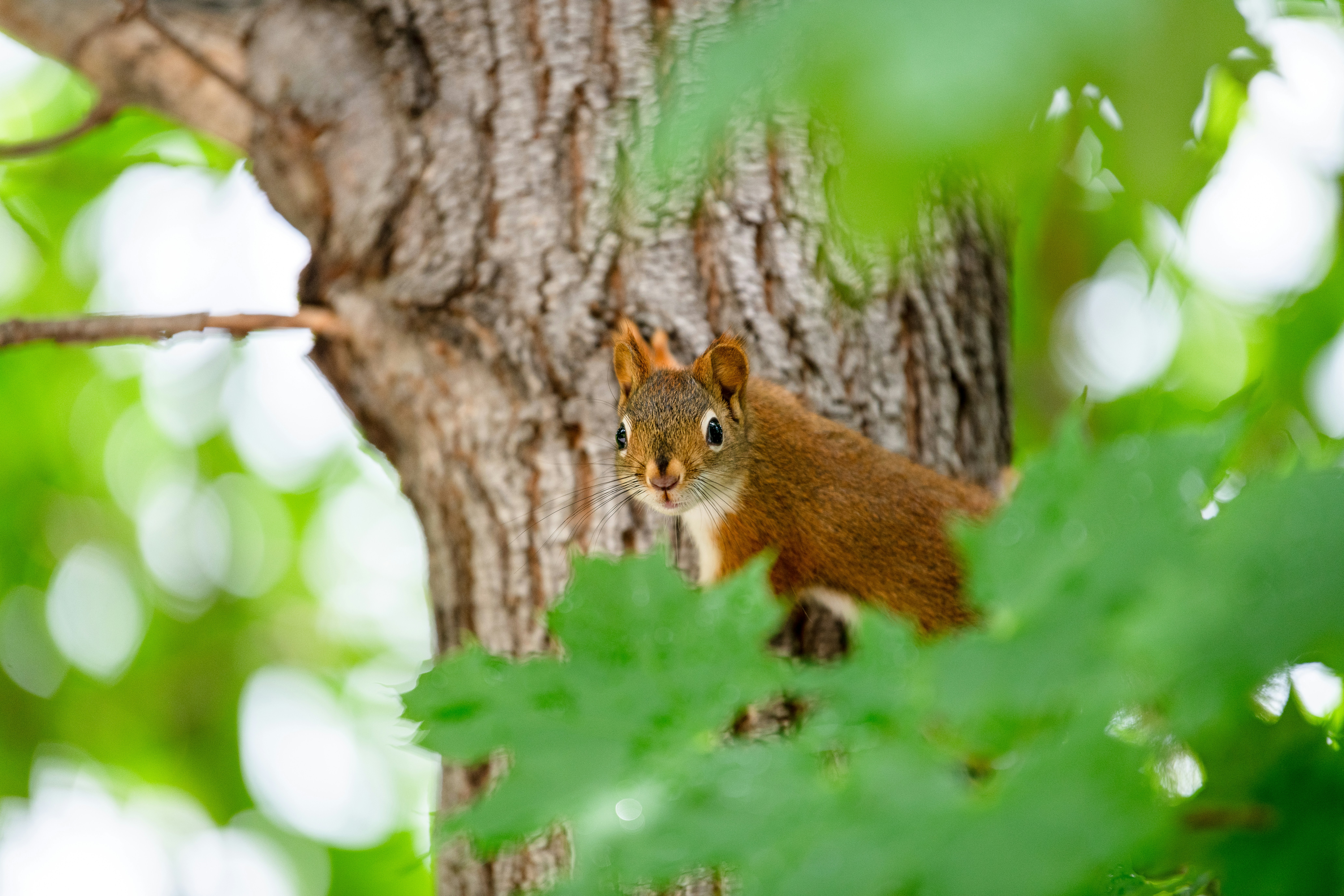 Squirrel on a Sunlit Tree Trunk