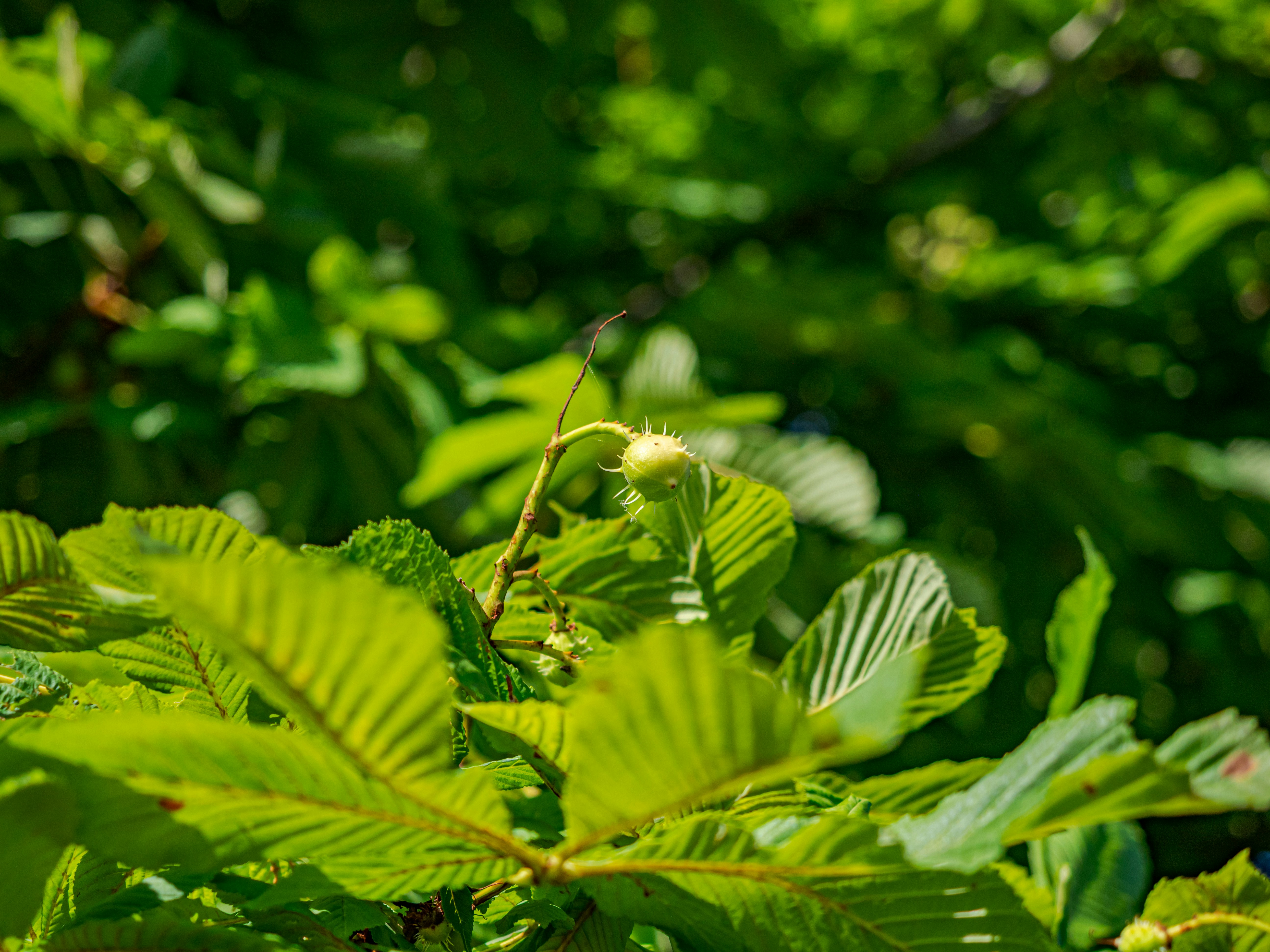 Emerald Foliage: Close-Up of Fresh Leaves and Bud