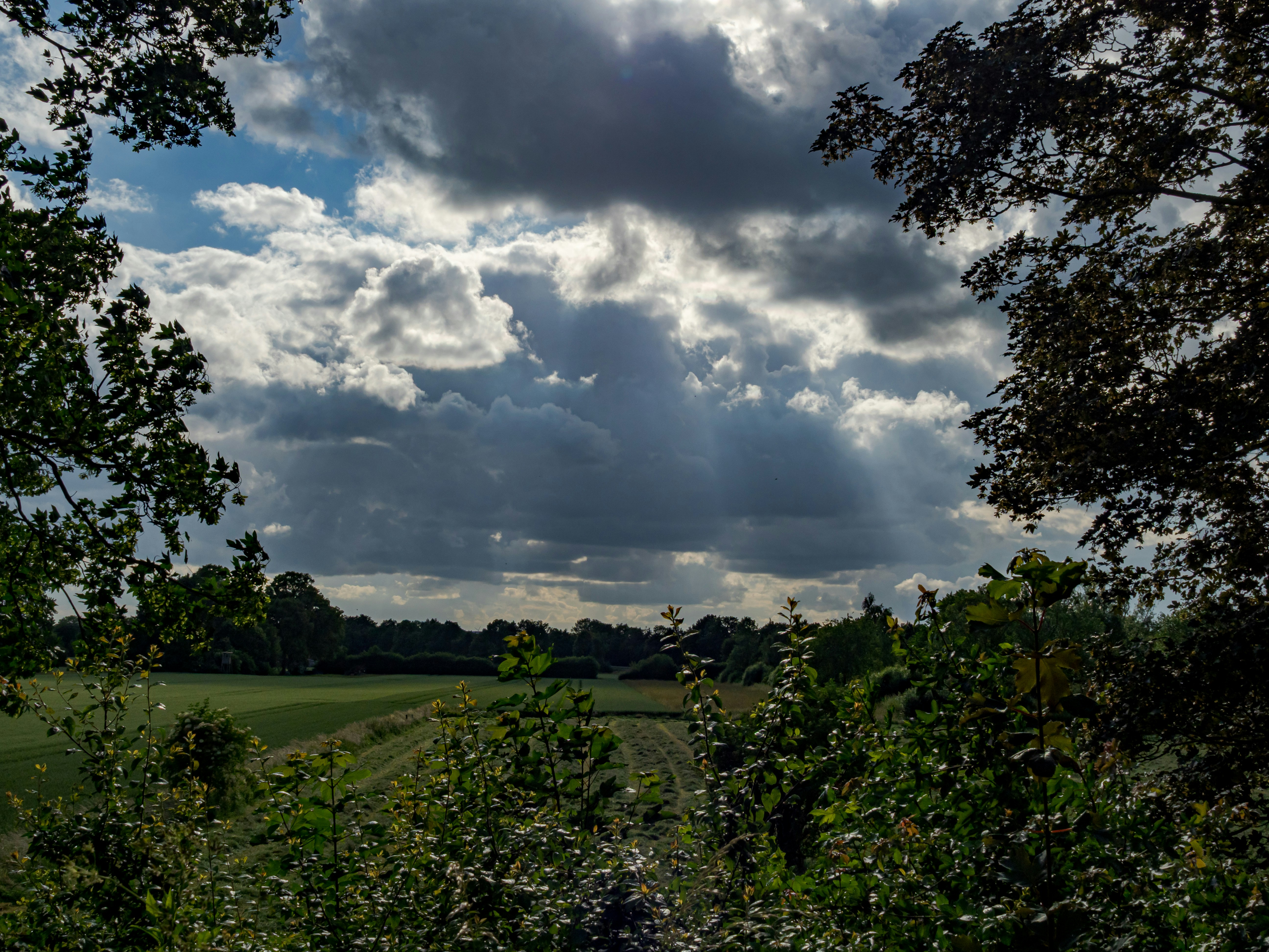 Open Sky Over the Field: Sunbreak Through the Tree Canopy