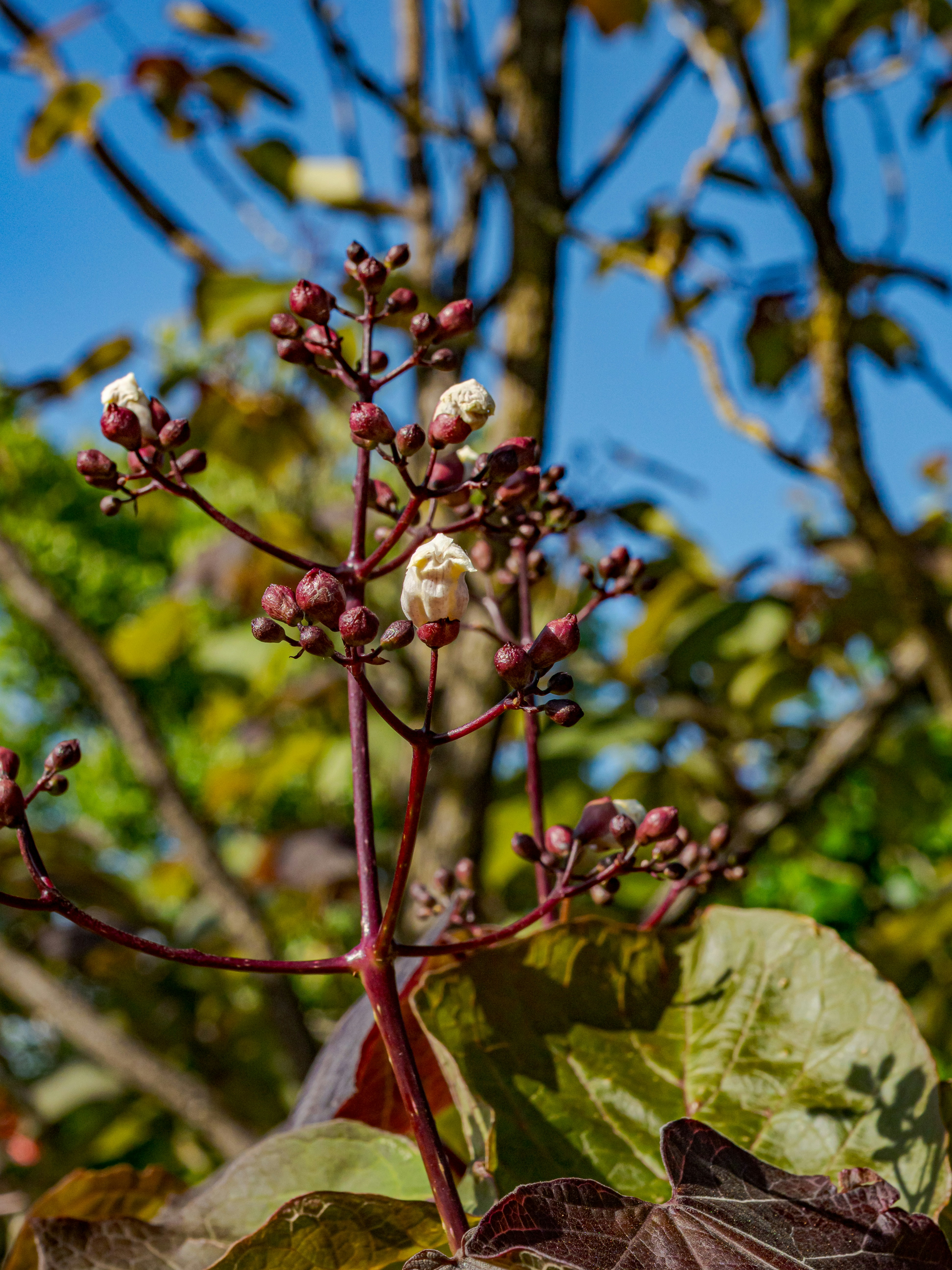 Vibrant Bloom on a Sunlit Branch