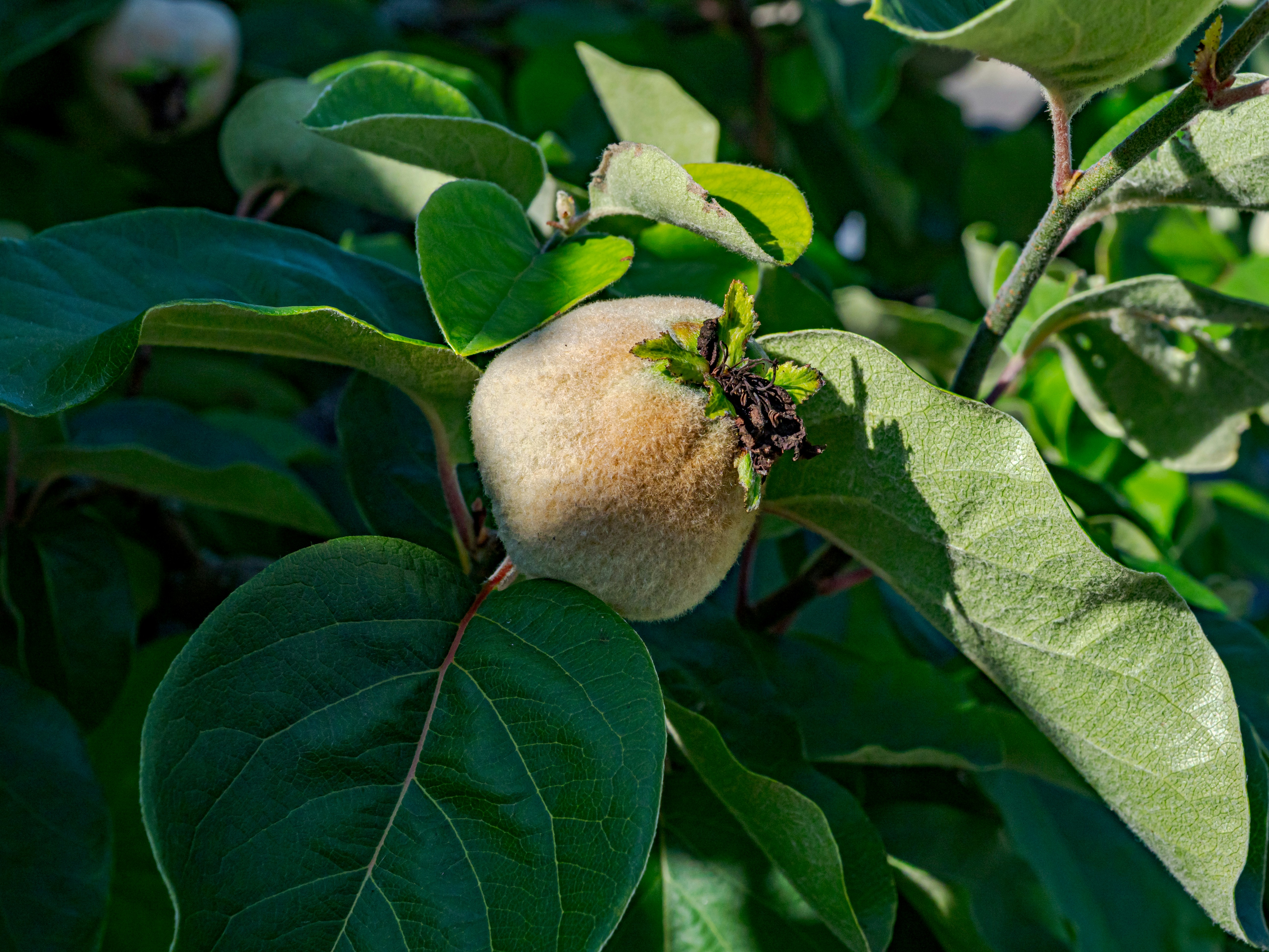 Fragrant Peach on a Sunlit Orchard Branch