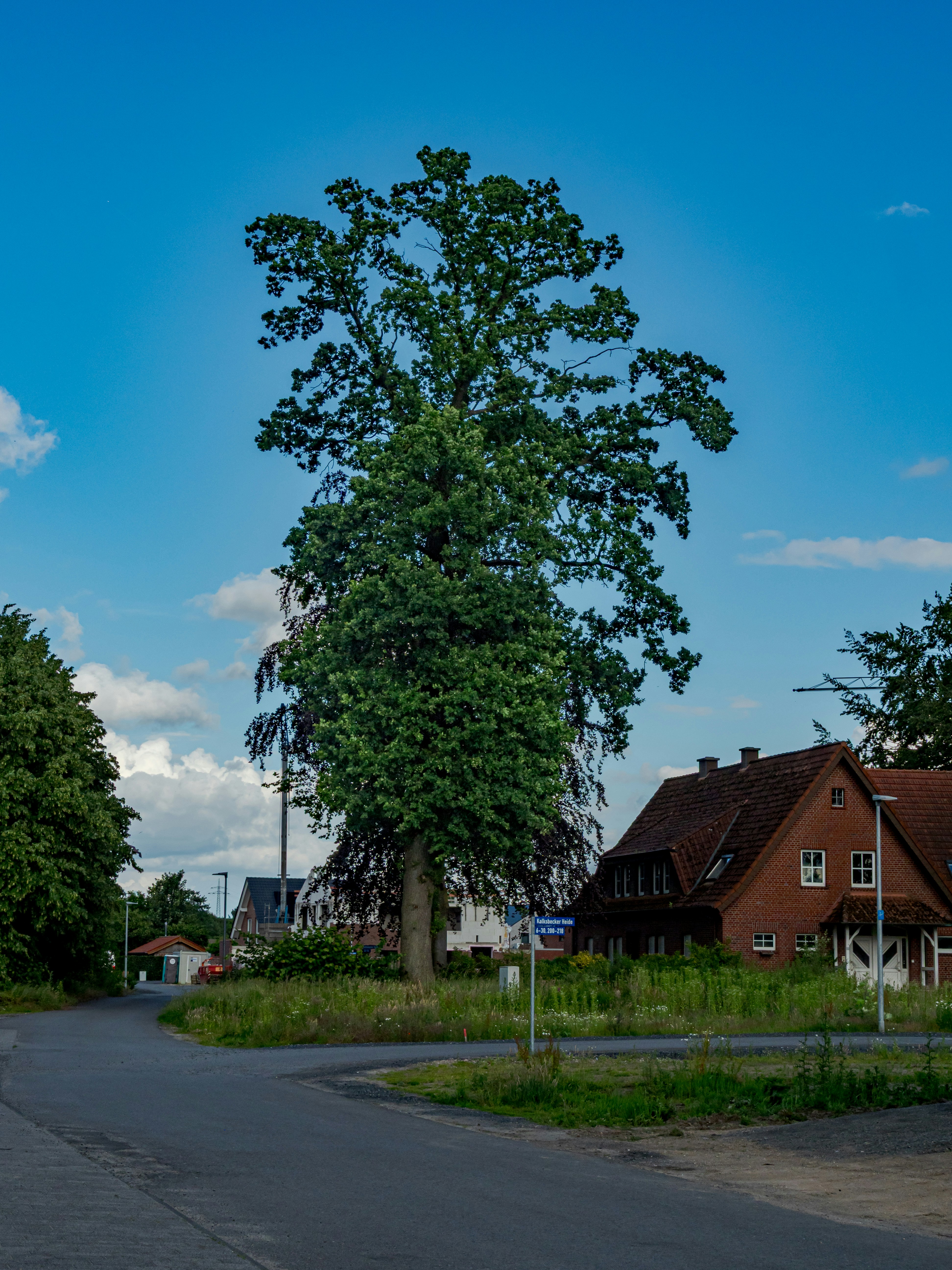 The Lone Central Tree Overlooking a Quiet Village Crossing