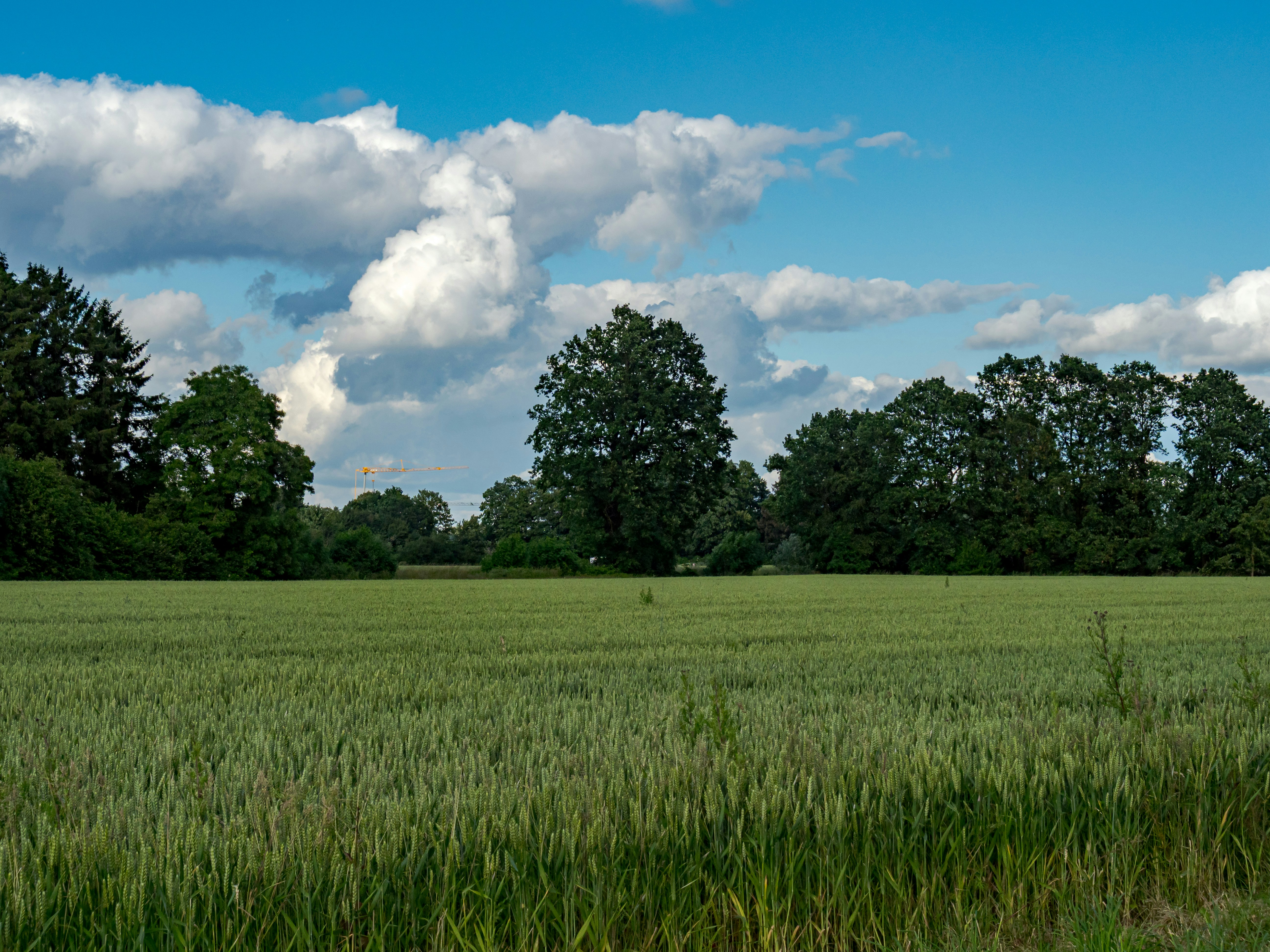 A Quiet Field Under a Brisk Summer Sky