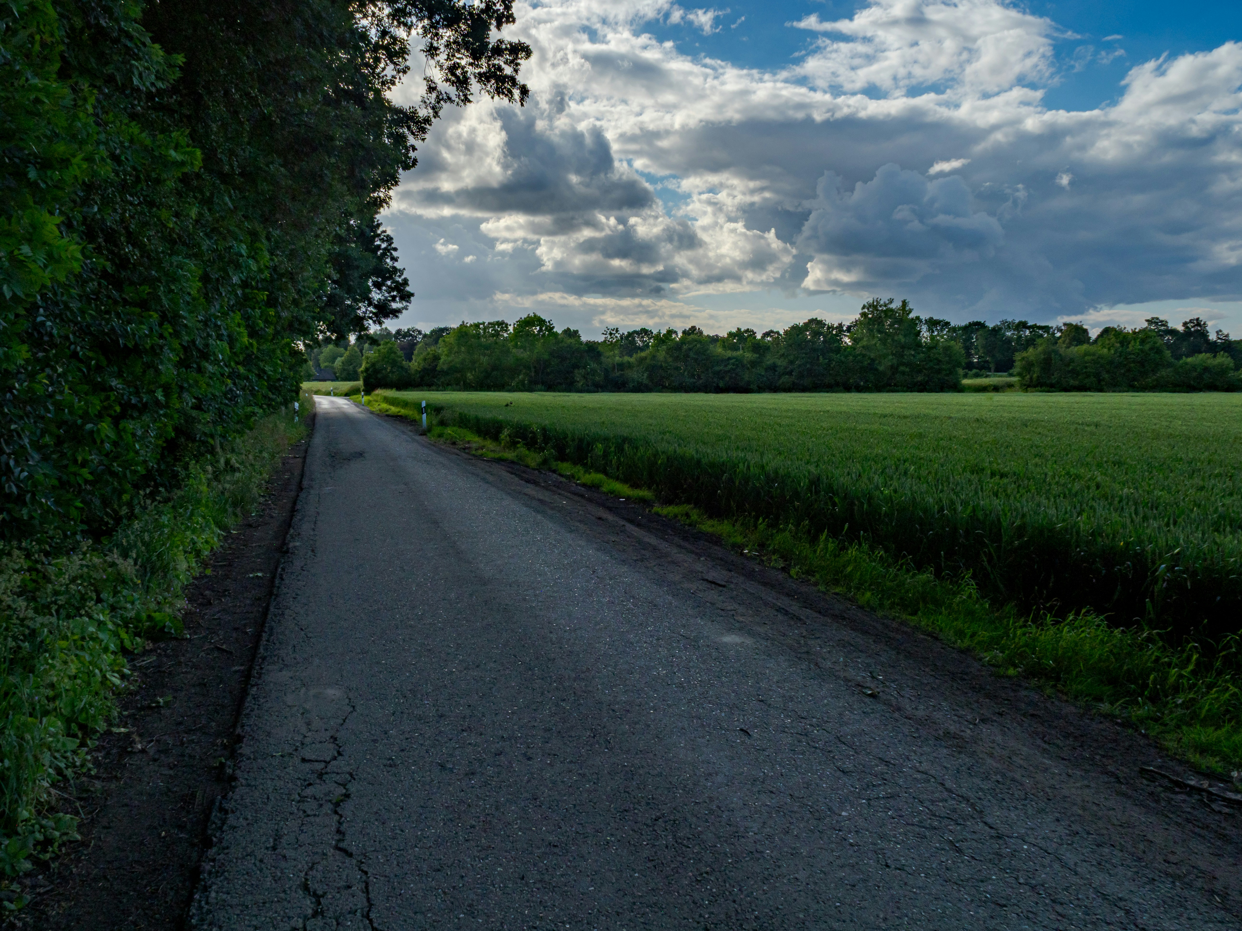 Quiet Country Lane: A Sunlit Path Between Field and Hedge