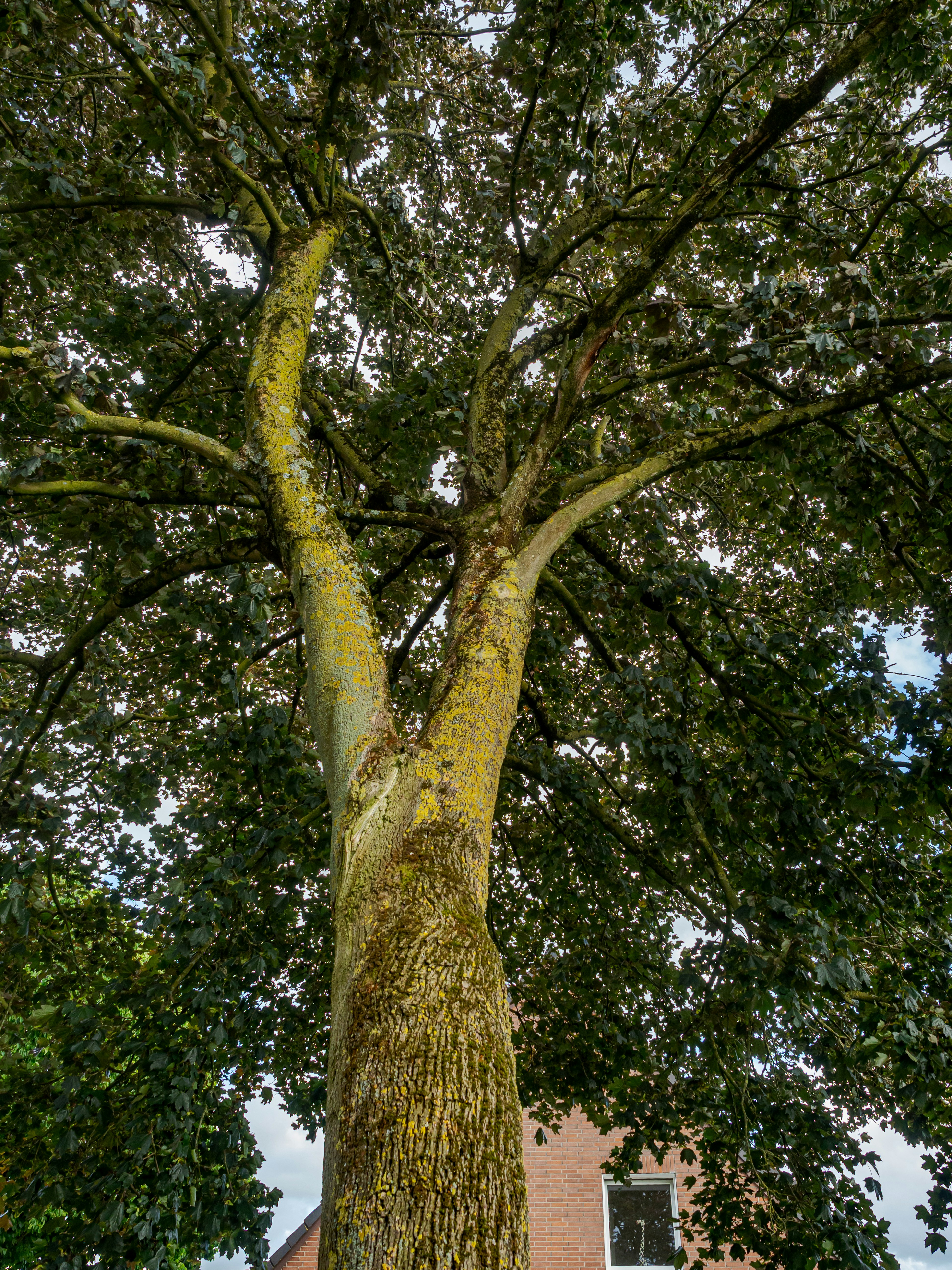 Majestic Tree Trunk Reaching Toward a Fragmented Sky
