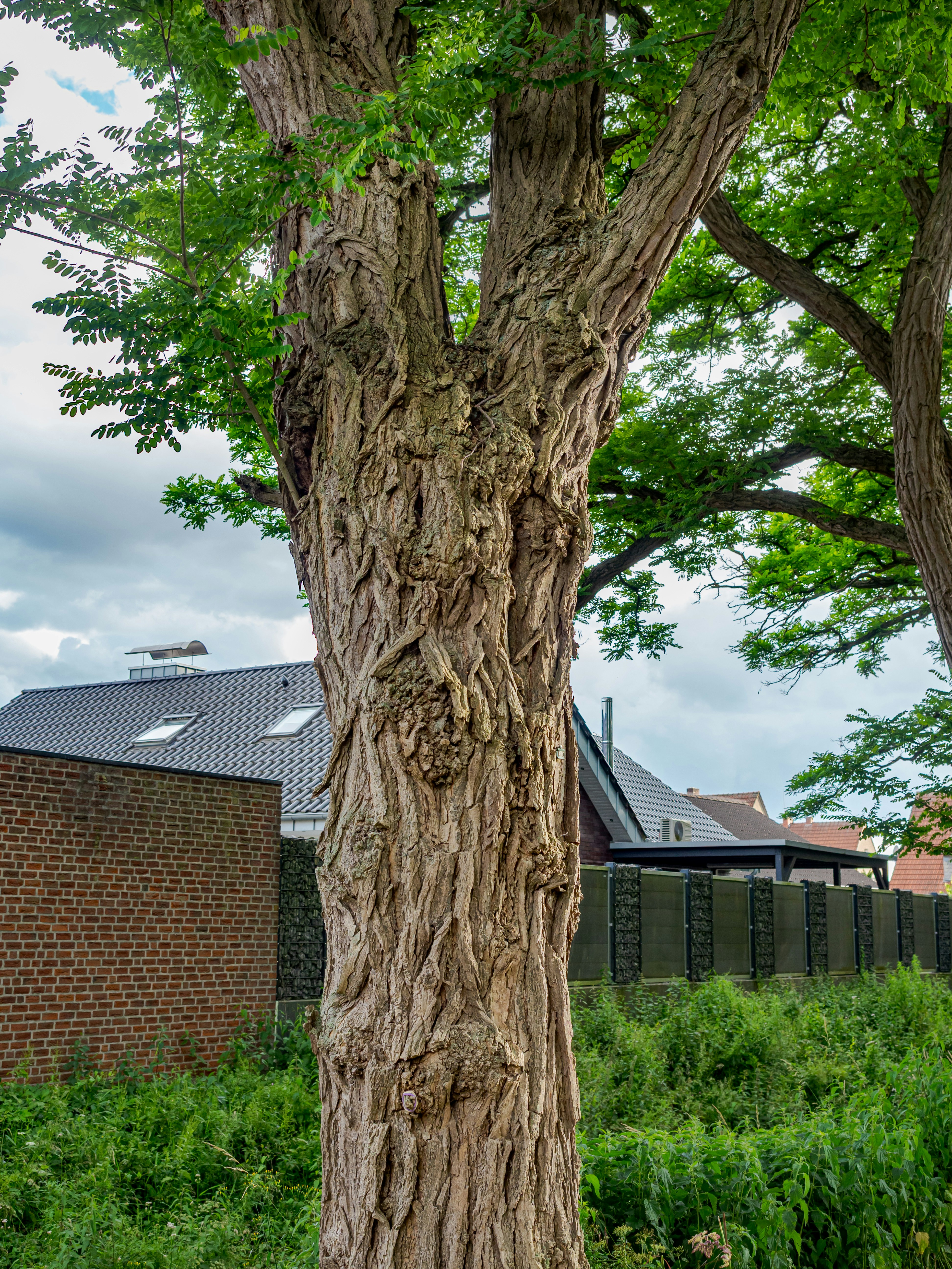 Ancient Tree in Urban Quiet