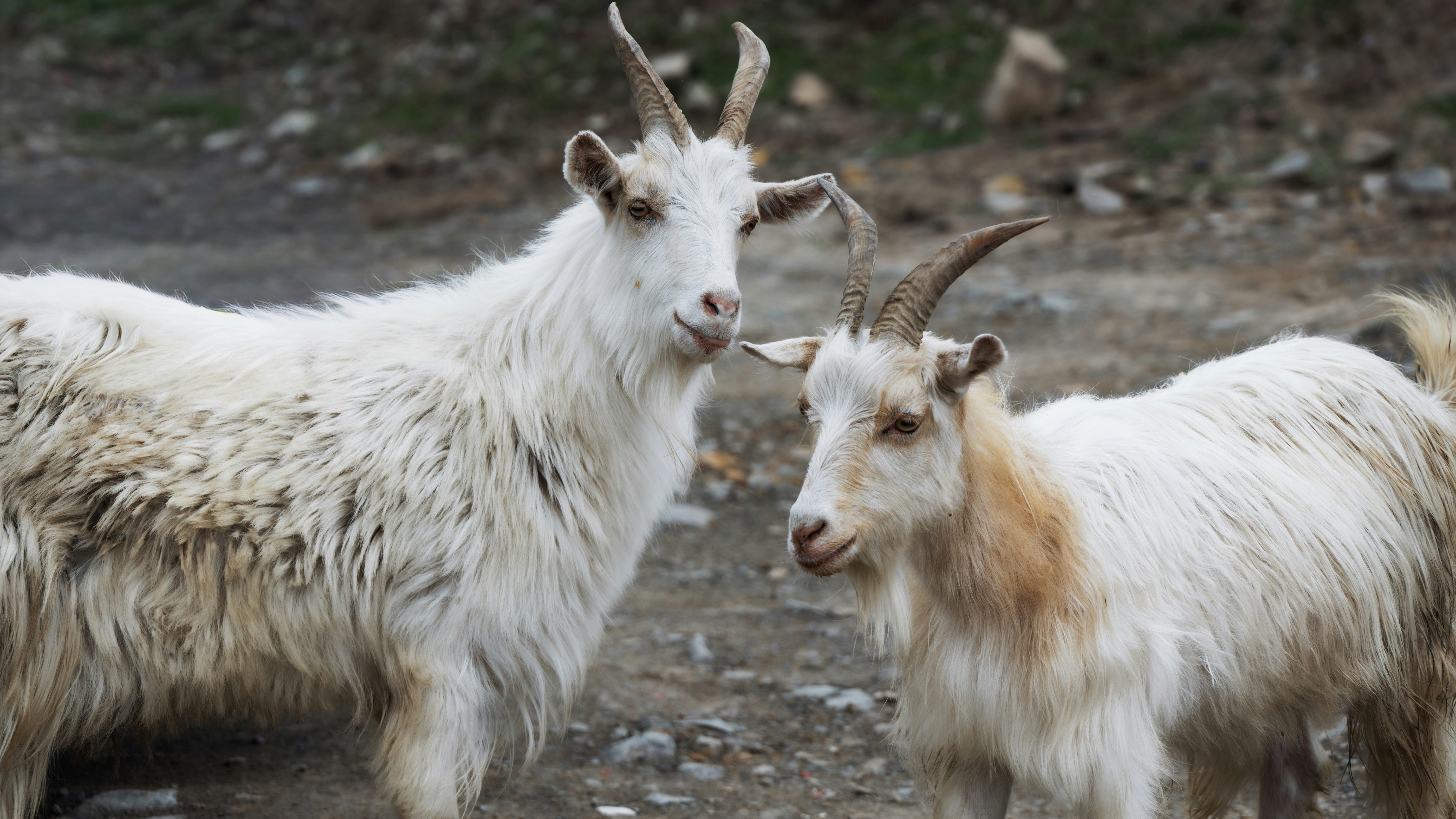 Twin-crest Goats in a Muddy Yard: Quiet Stare Across a Faint Horizon