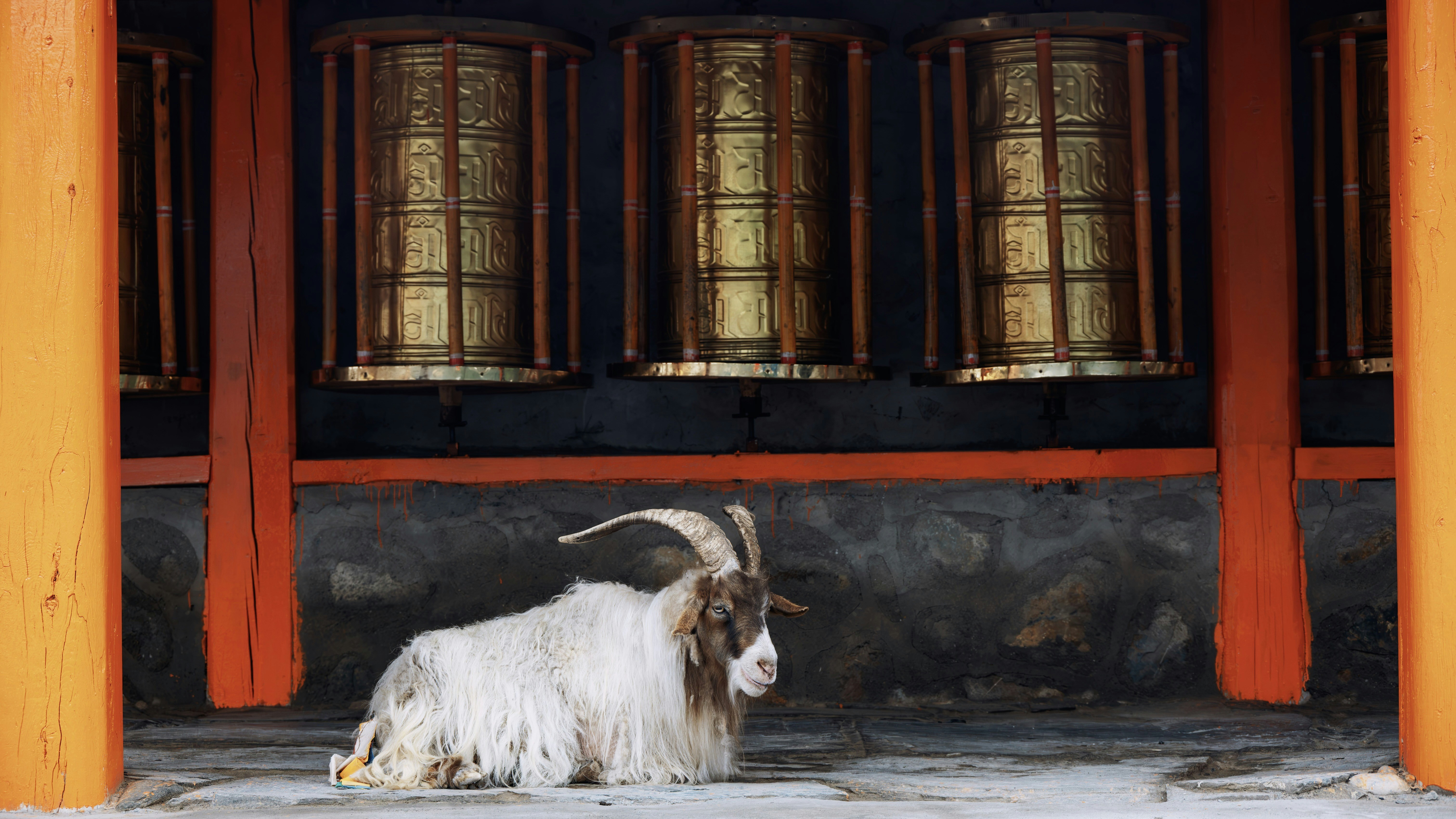 Goat at the Lanterned Stage
