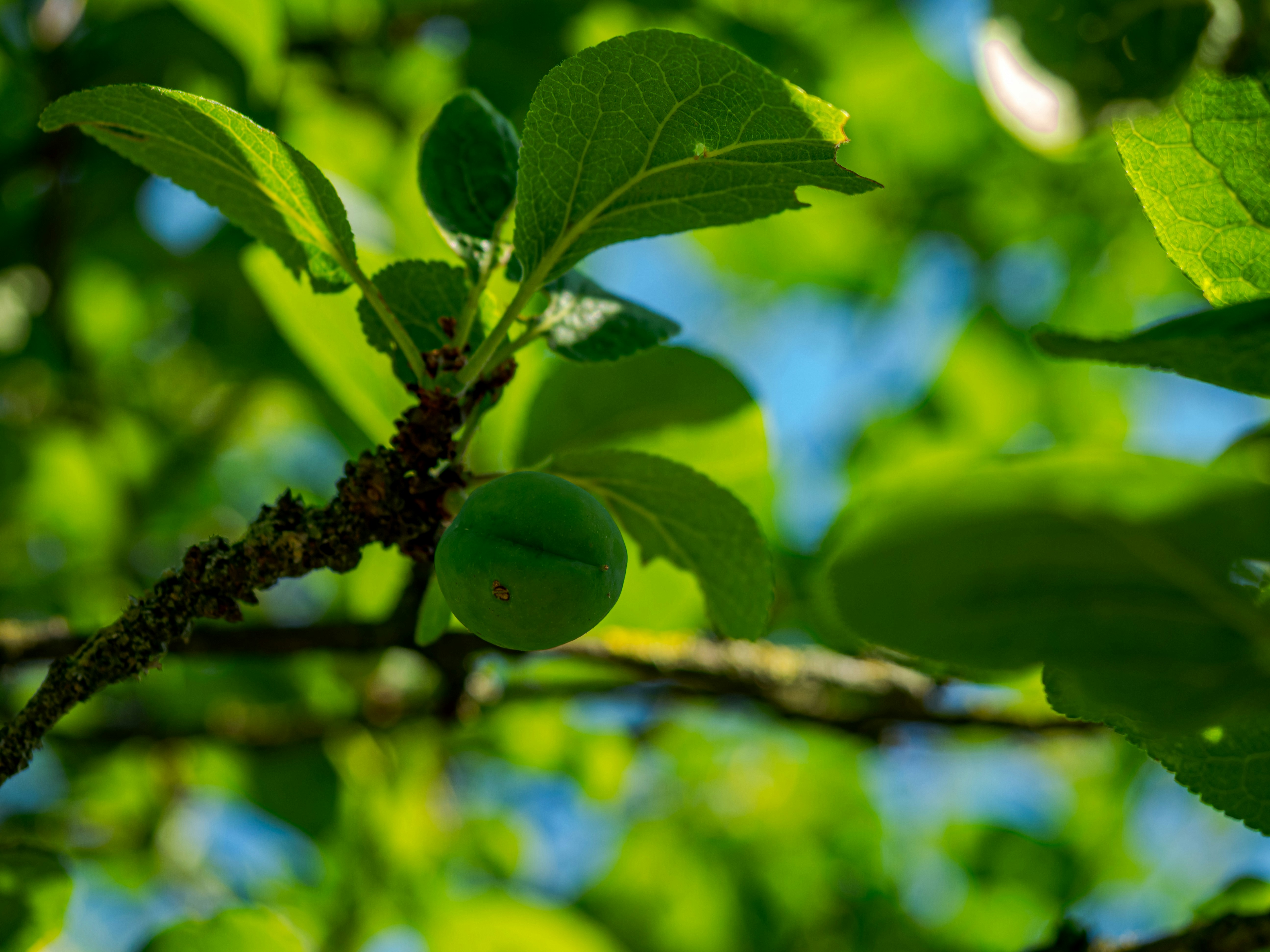 Green Fruit Amid Sunlit Leaves