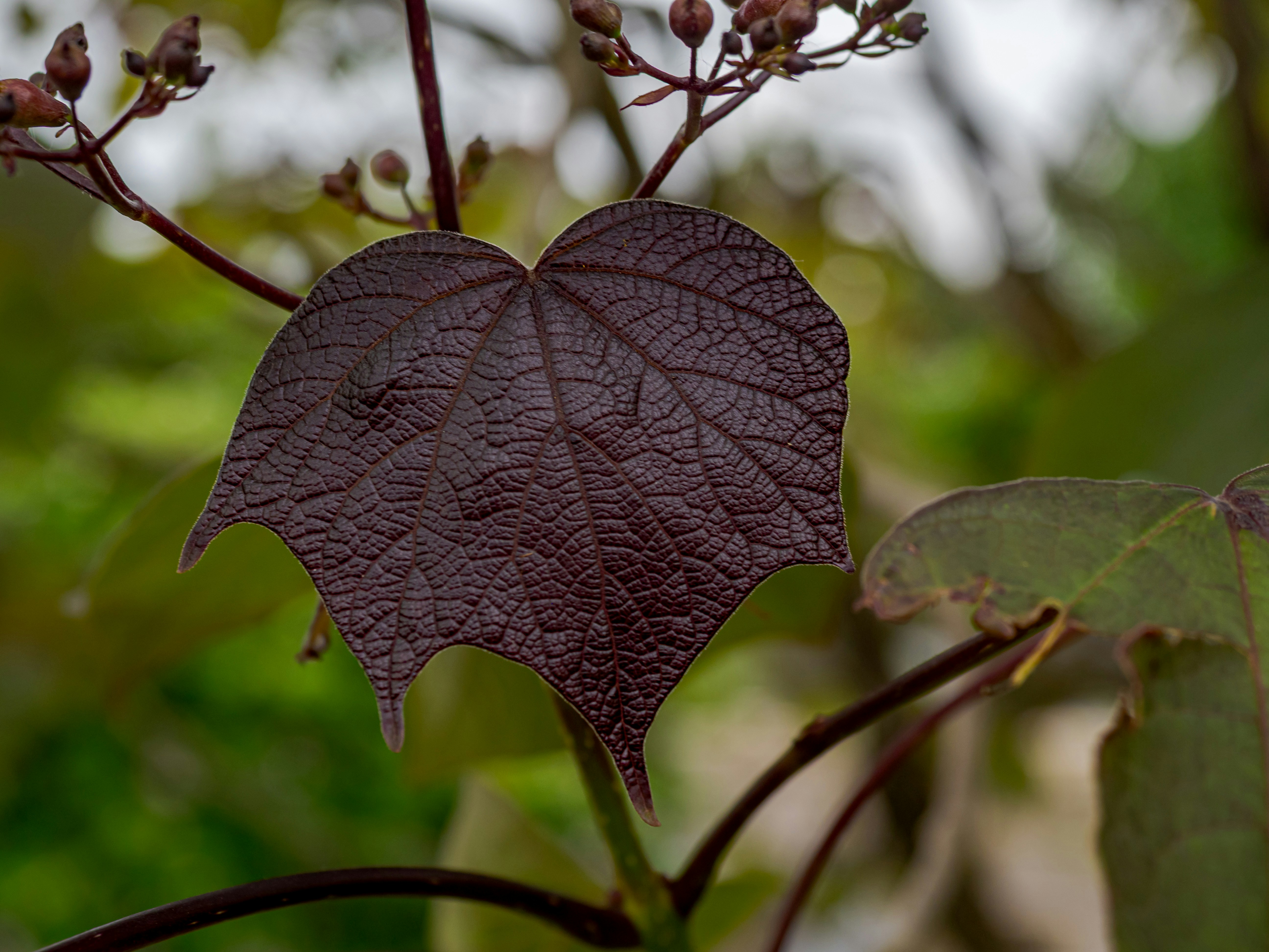 Dark heart-shaped leaf in sharp focus amid blurred autumn greens