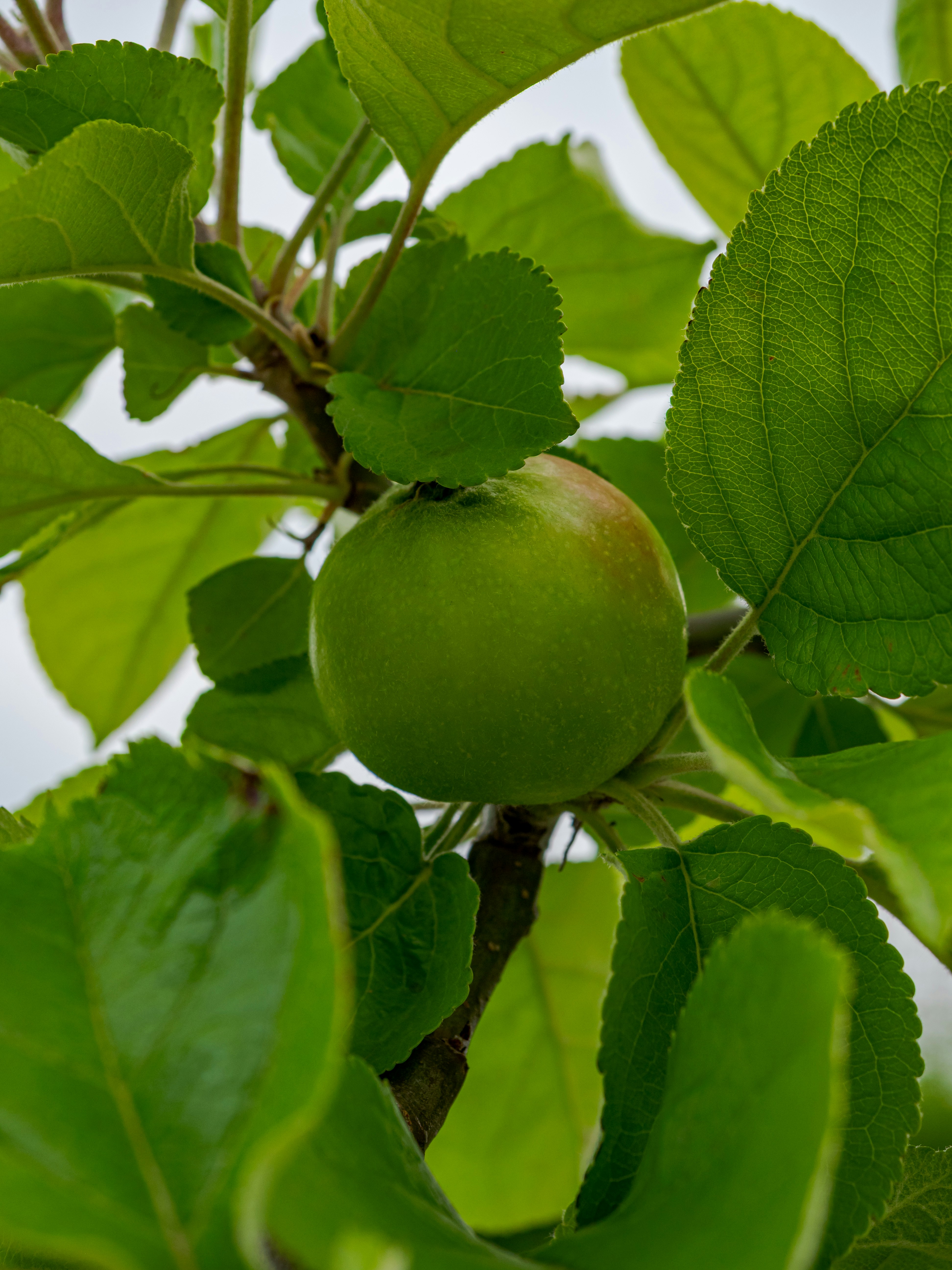 Green Apple Center Stage