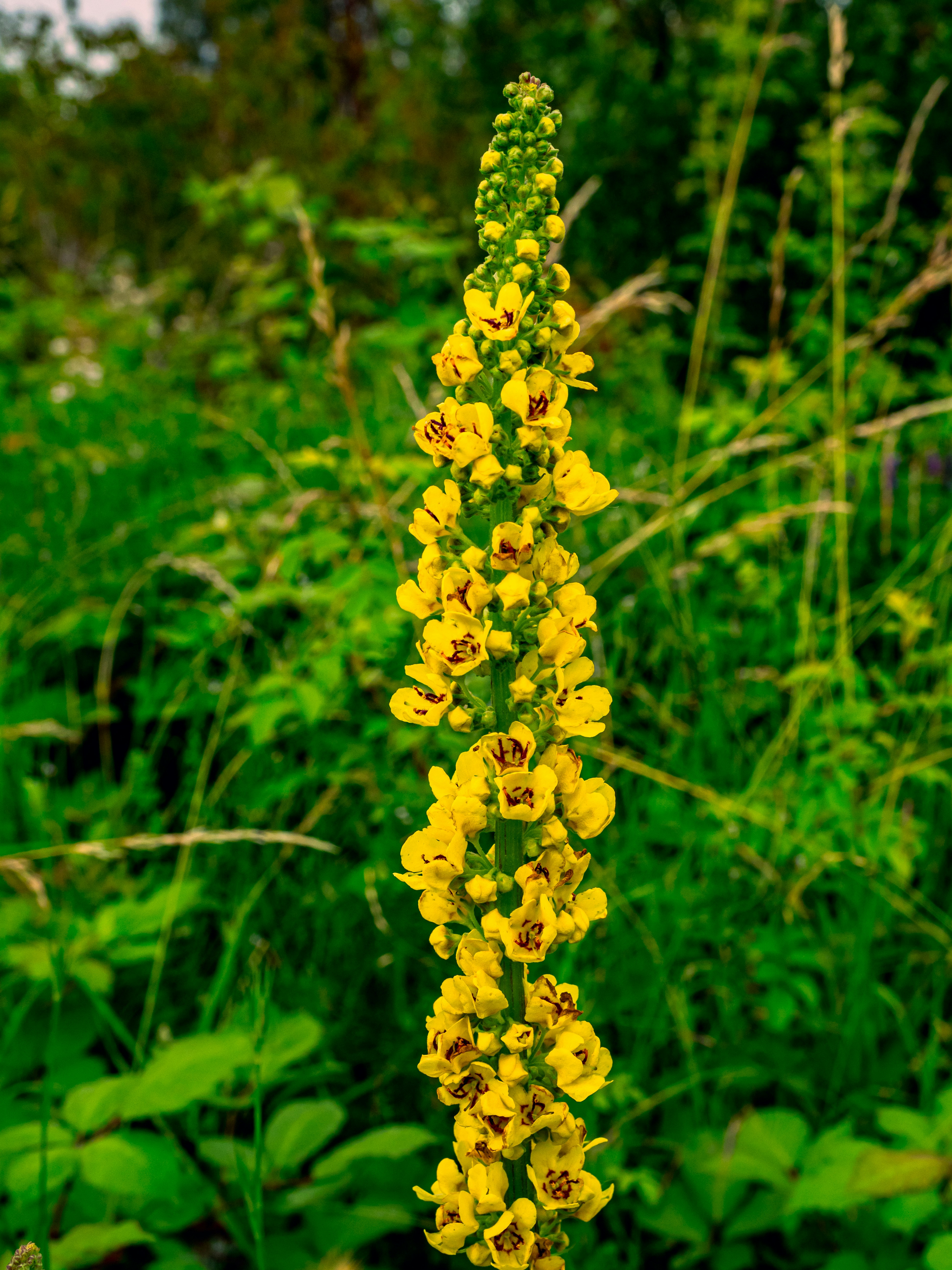 Golden Spike of the Meadow: A Tall Blooms Stand