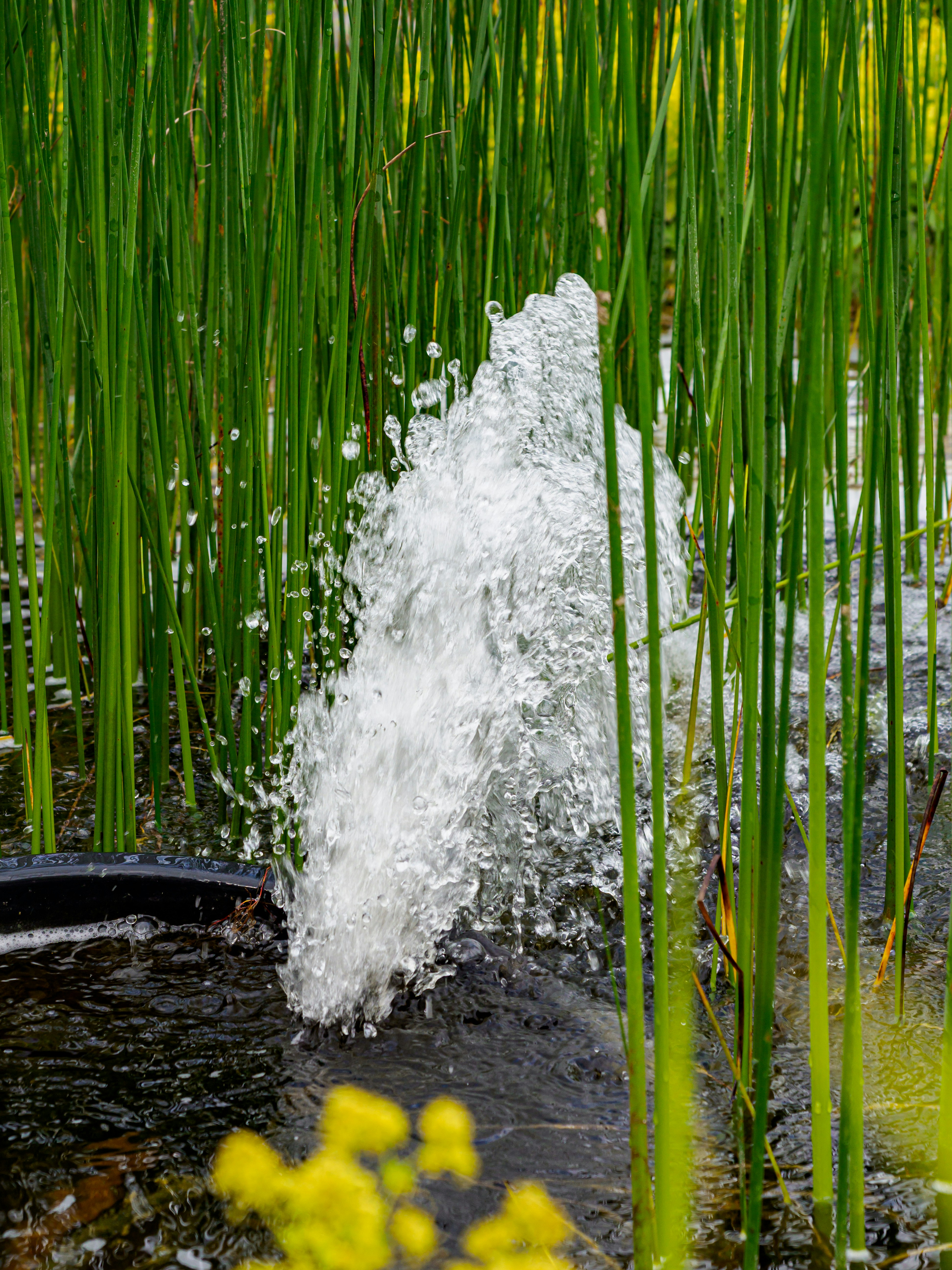 Emerald Stream Break: Fountain Amid Tall Green Reeds