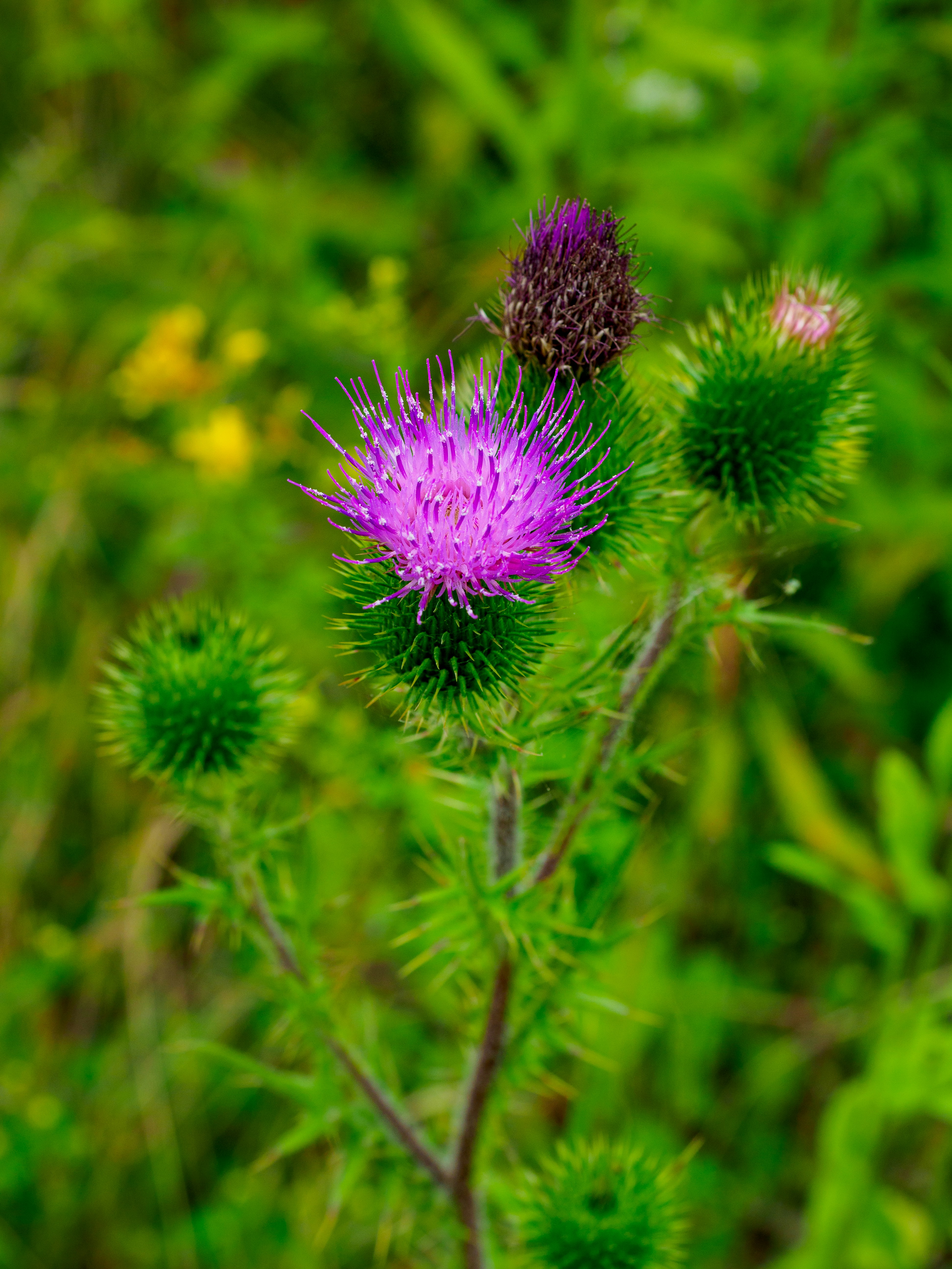 Purple Crown in a Sea of Green