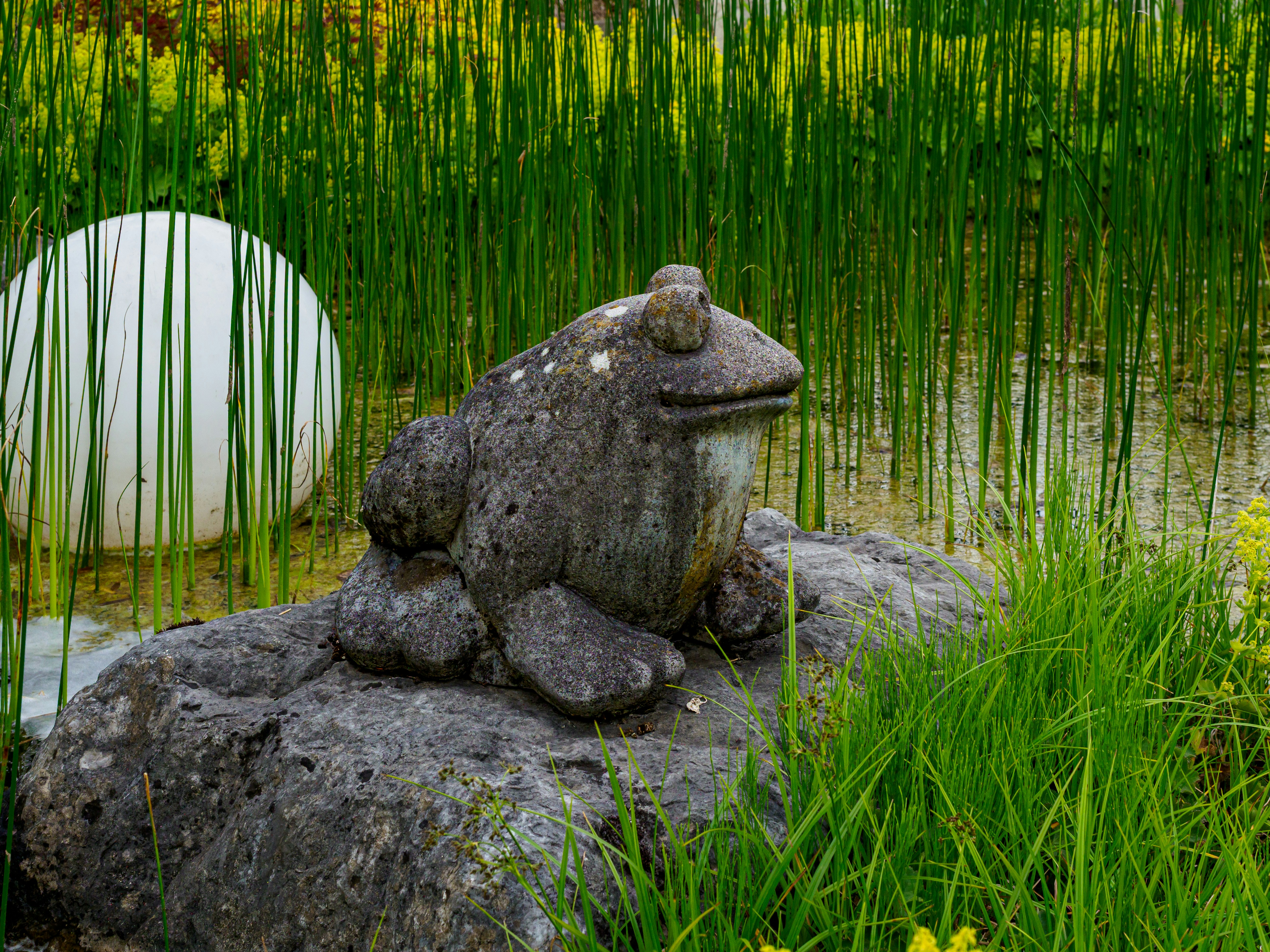 Stone Frog on a Quiet Pond Border