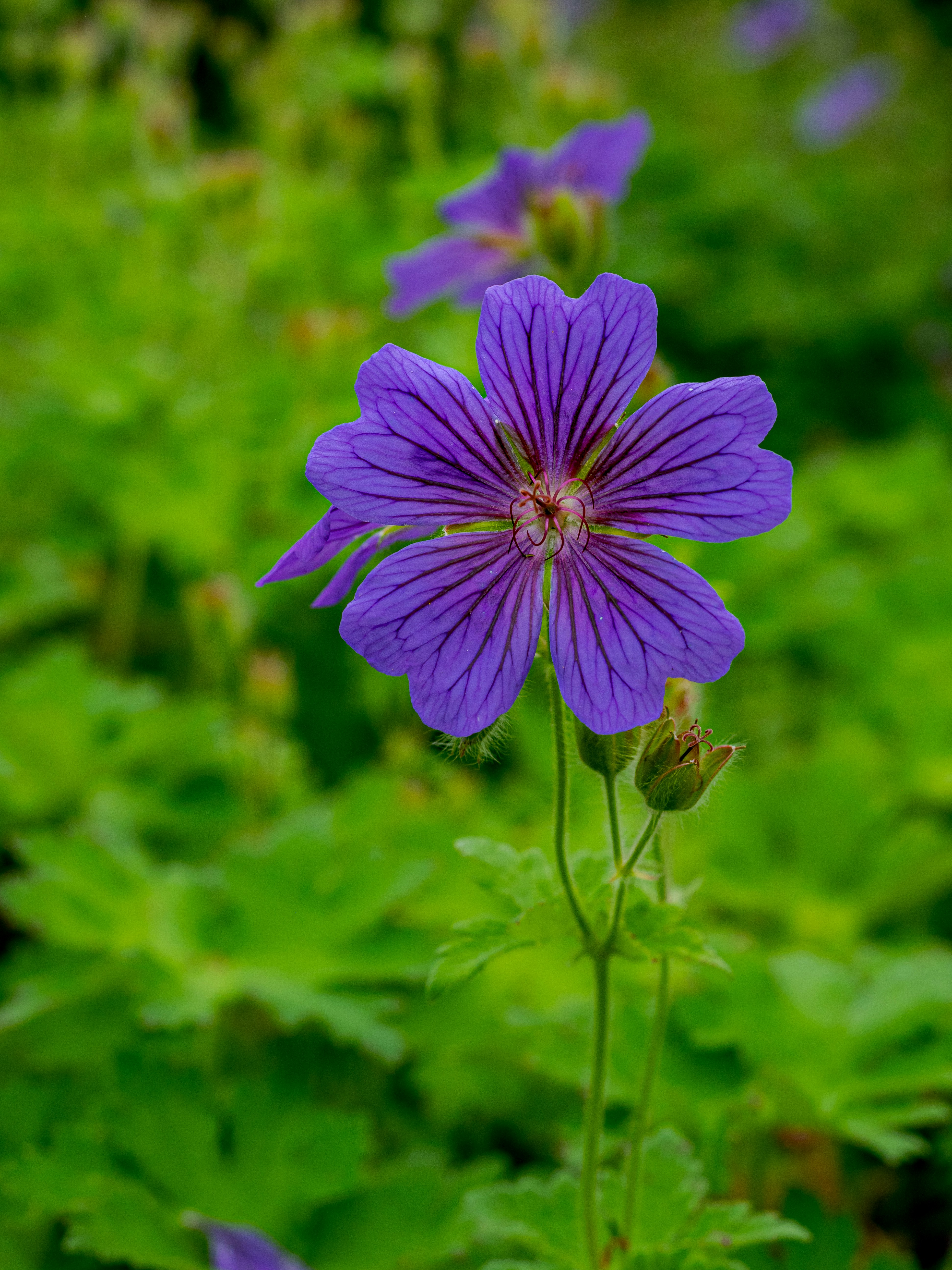 Violet Bloom Centerstage Against a Lush Green Backdrop