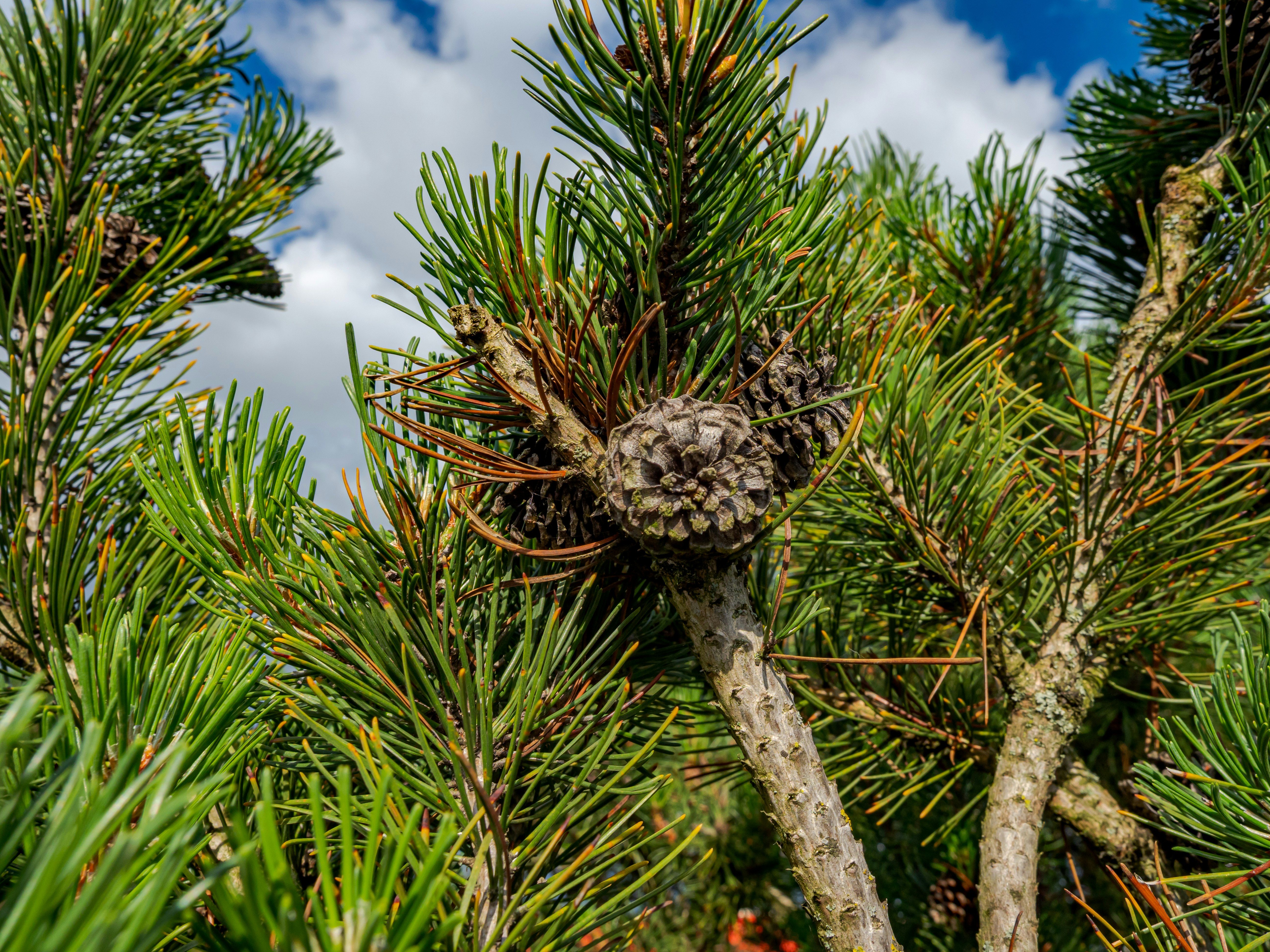 Close-up of a pine branch with a lone pinecone amid dense needles