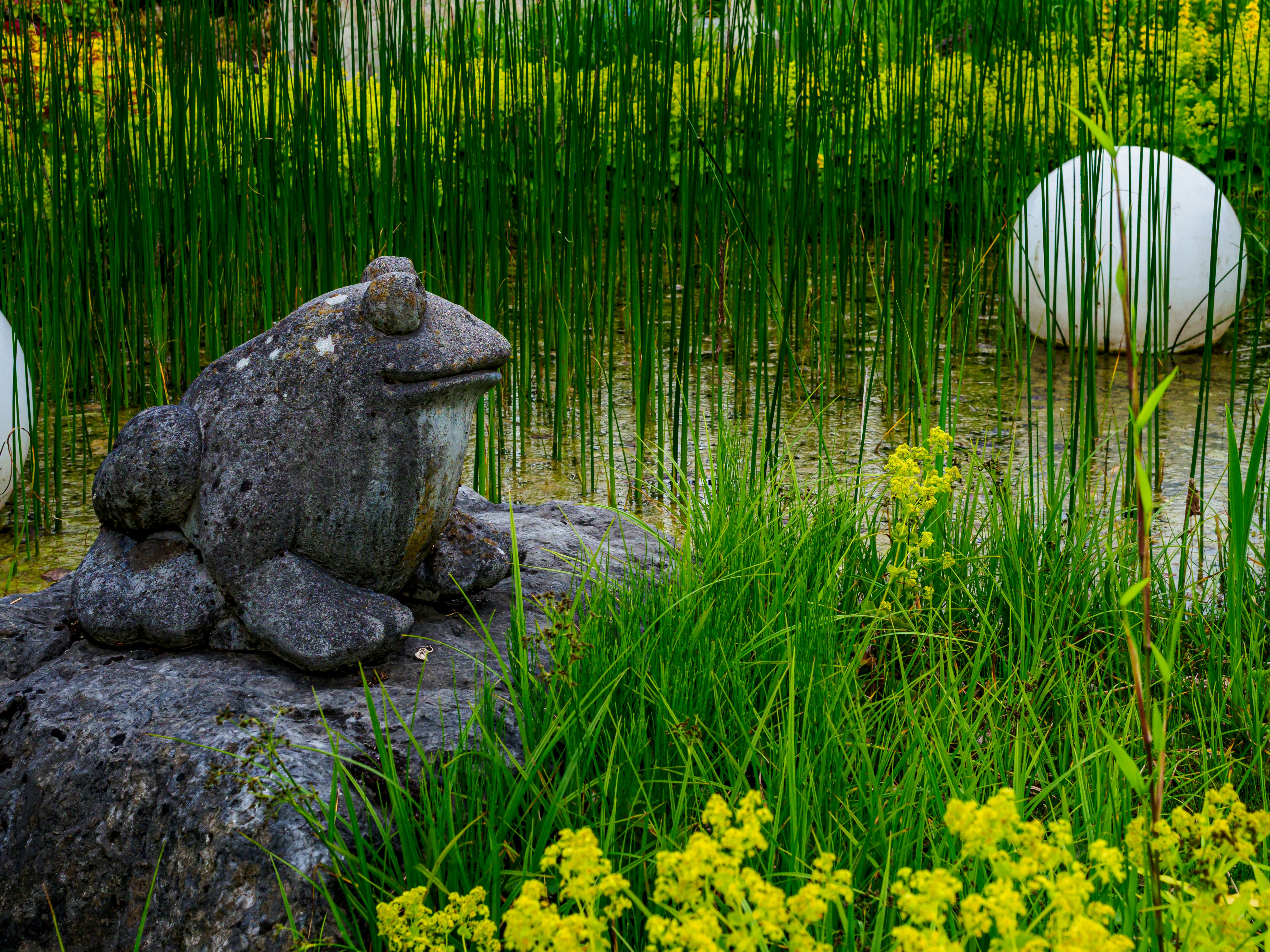 Stone Frog Guardian among Golden Grasses