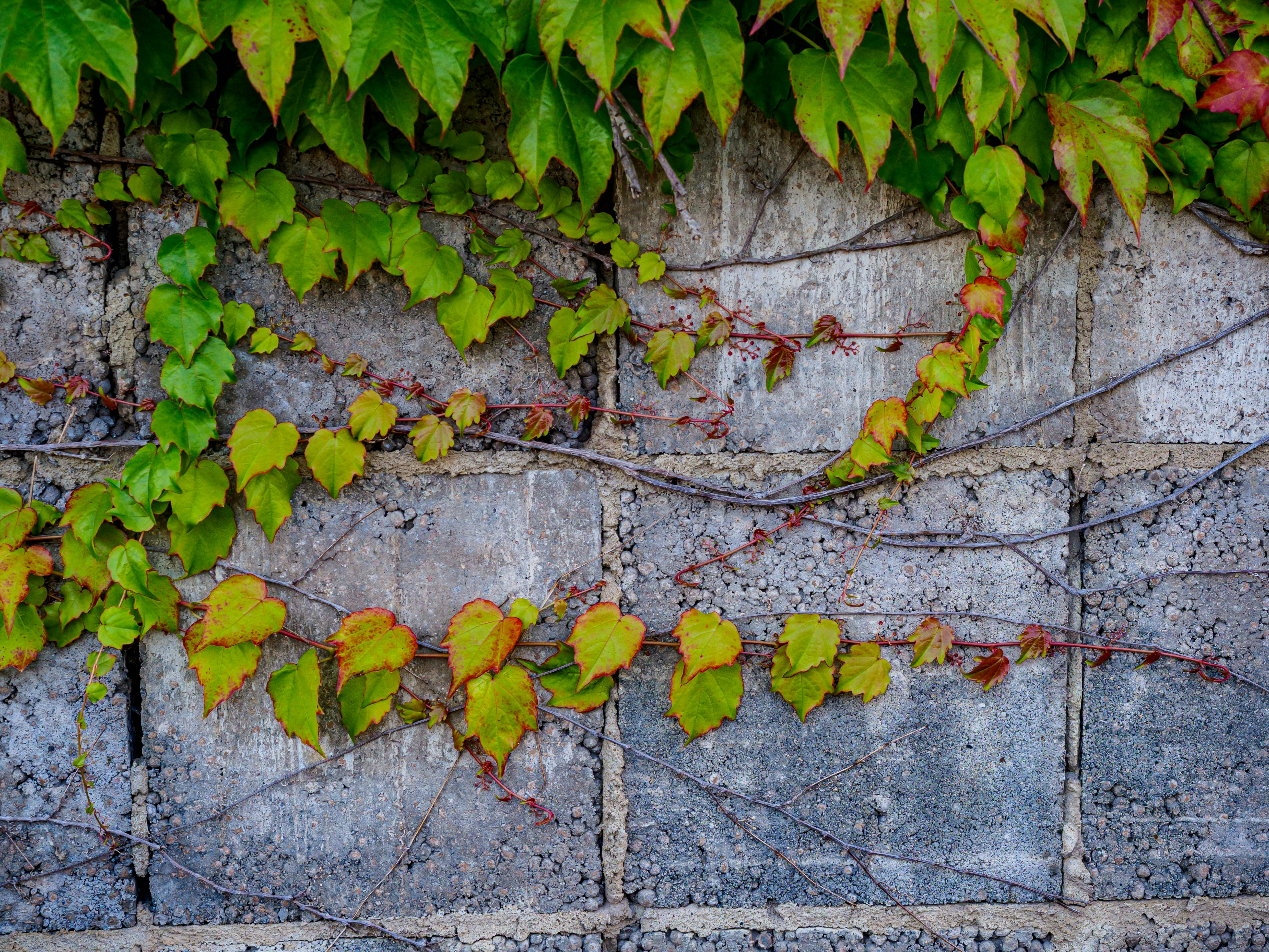 Vines on a Weathered Wall: A Quiet Study in Green and Gray