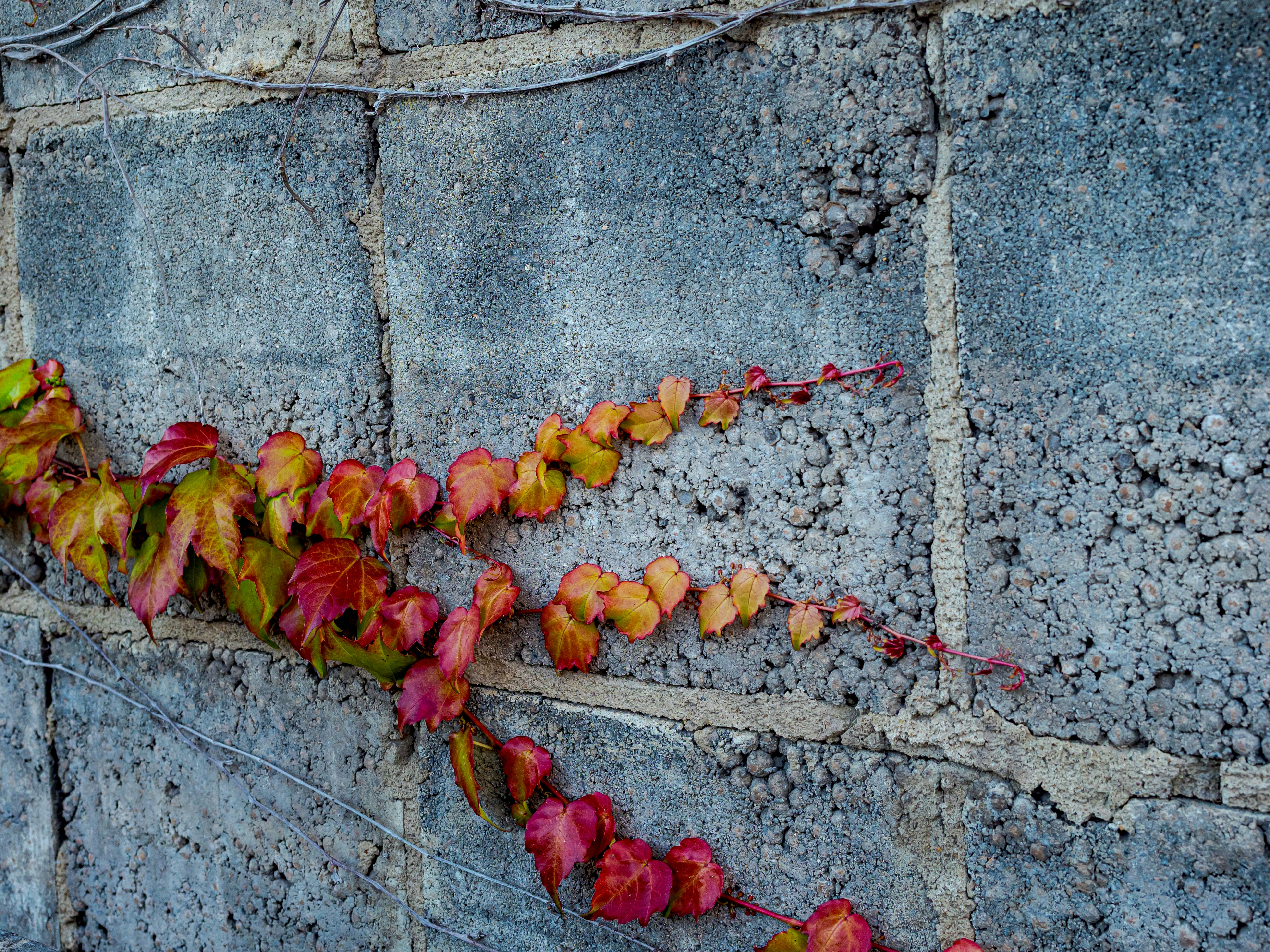 Ivy of Color on the Concrete Wall