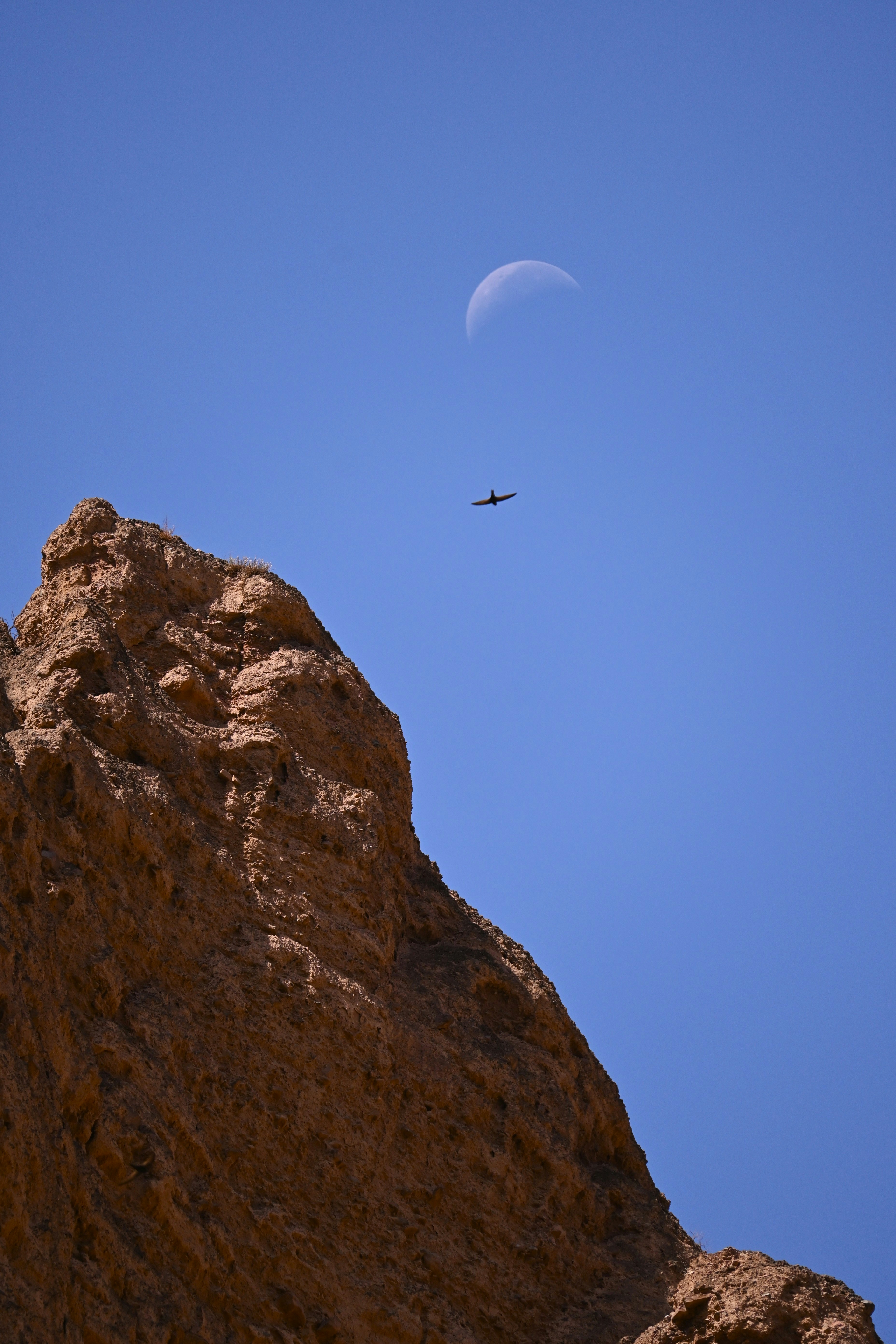 Flight Above the Desert Cliff Under a Crescent Moon
