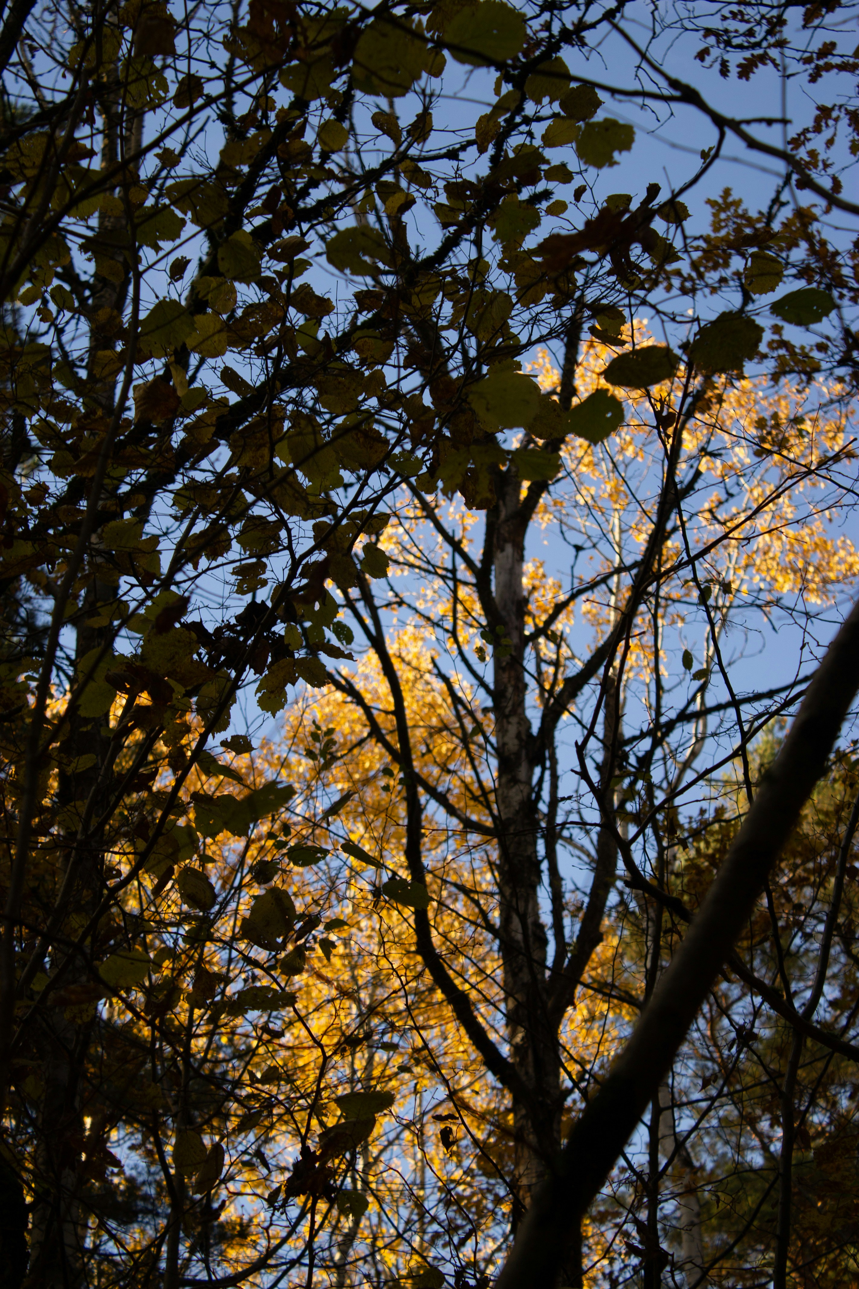 Silhouetted Foliage Against a Twilight Sky