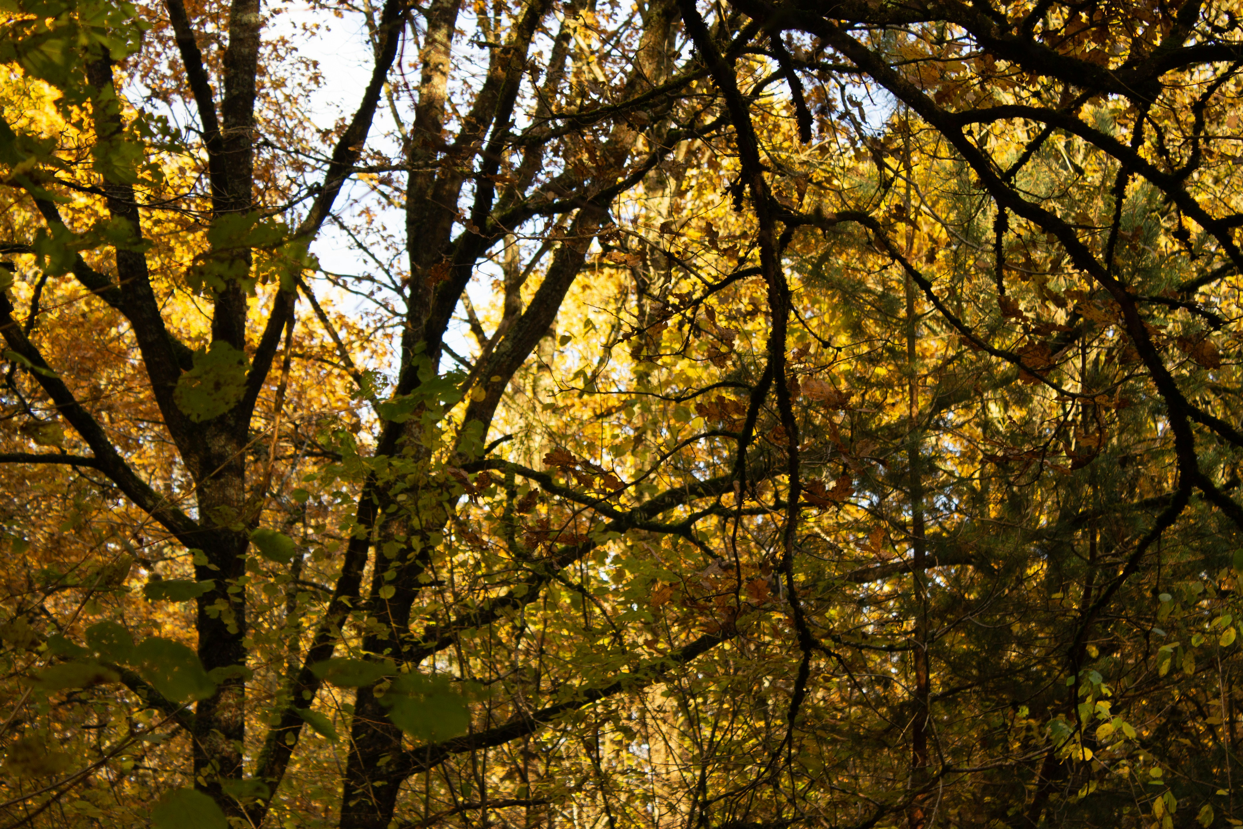 Autumn Canopy Echoes: Sunlit Foliage through Dark Branches