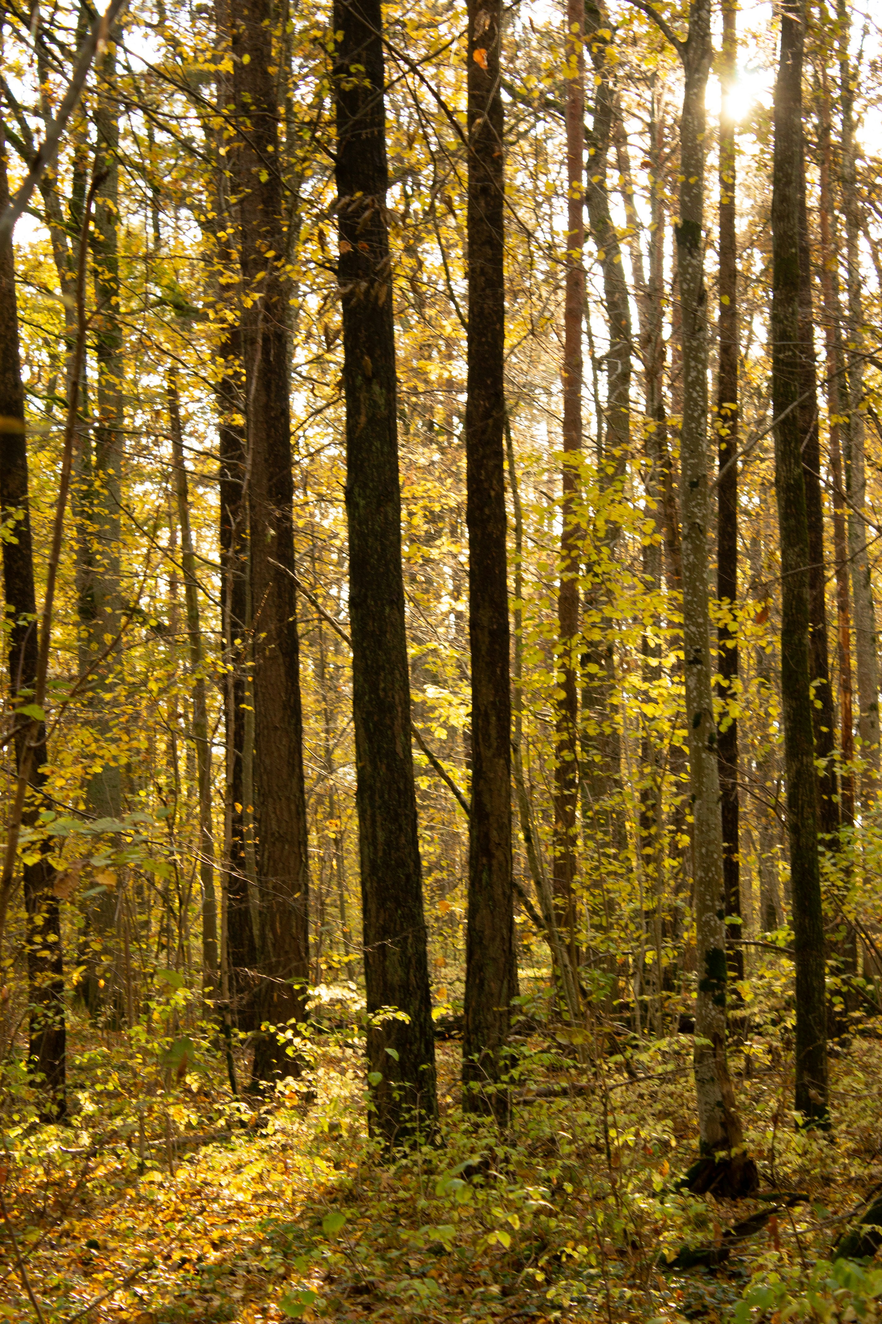 Sunlit Corridor: Autumn Dappled Pines in Quiet Forest