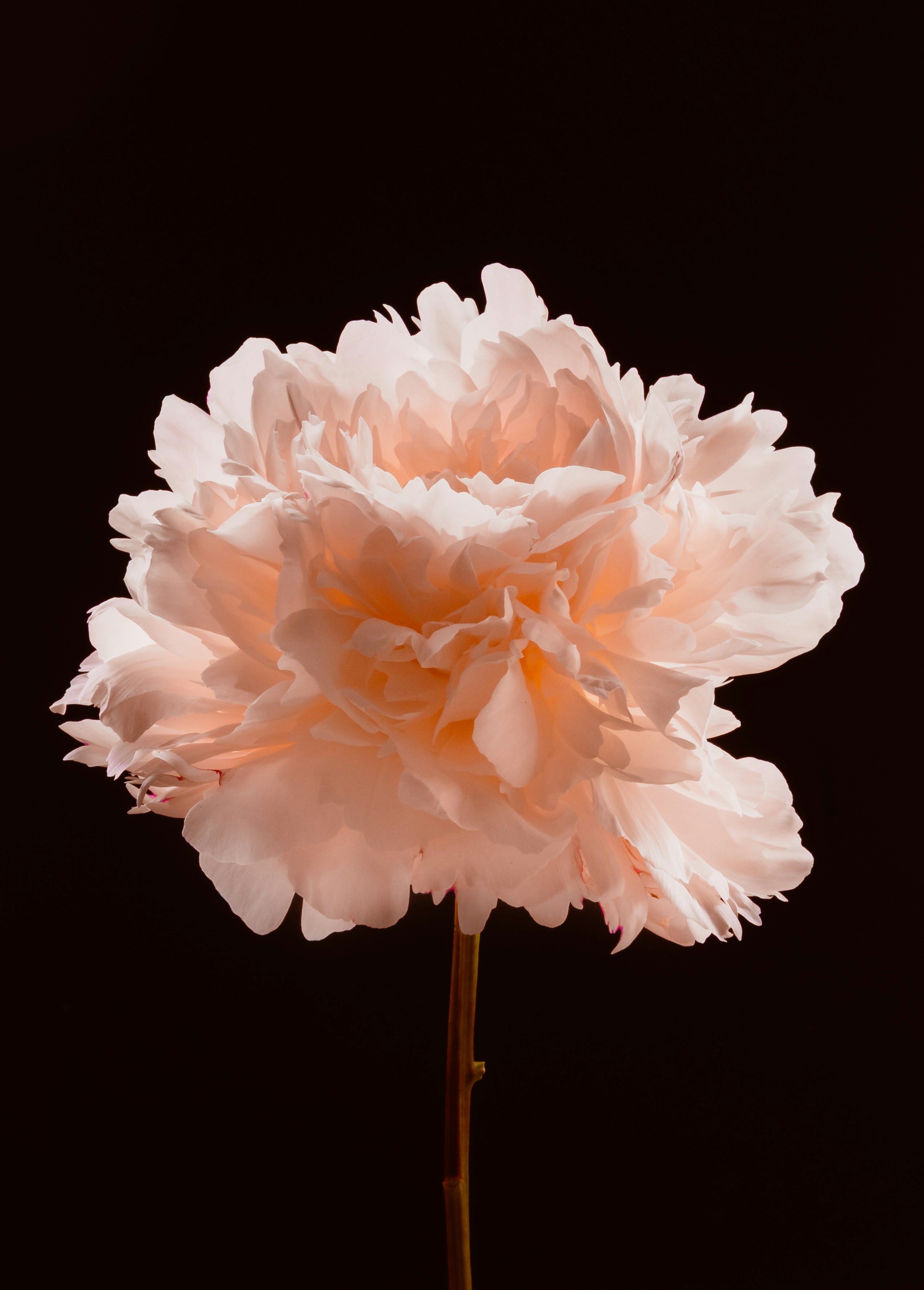 Ivory Peony in Night Silk
