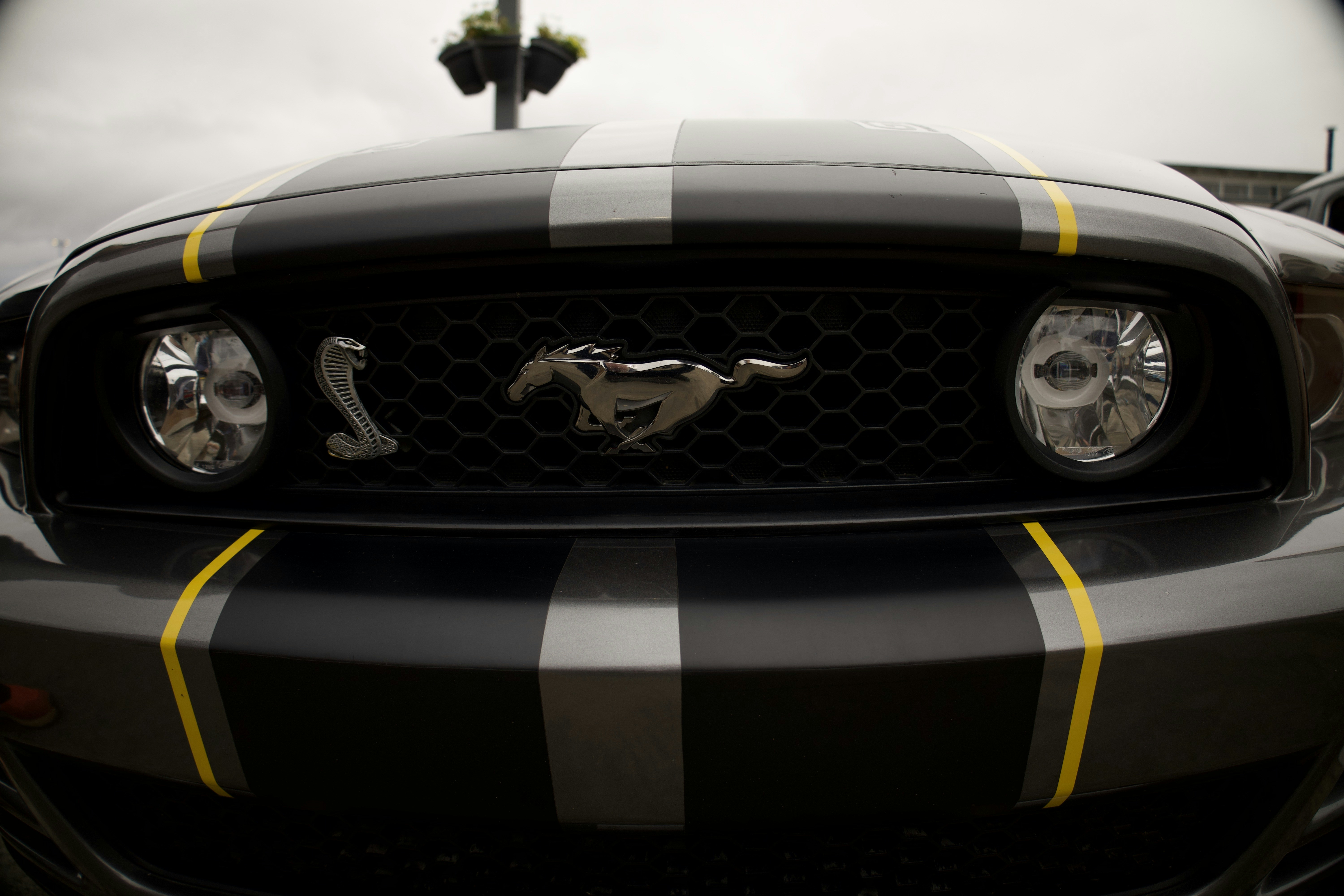 Front-and-Center Mustang: Stripes, Emblem, and Predator Grille