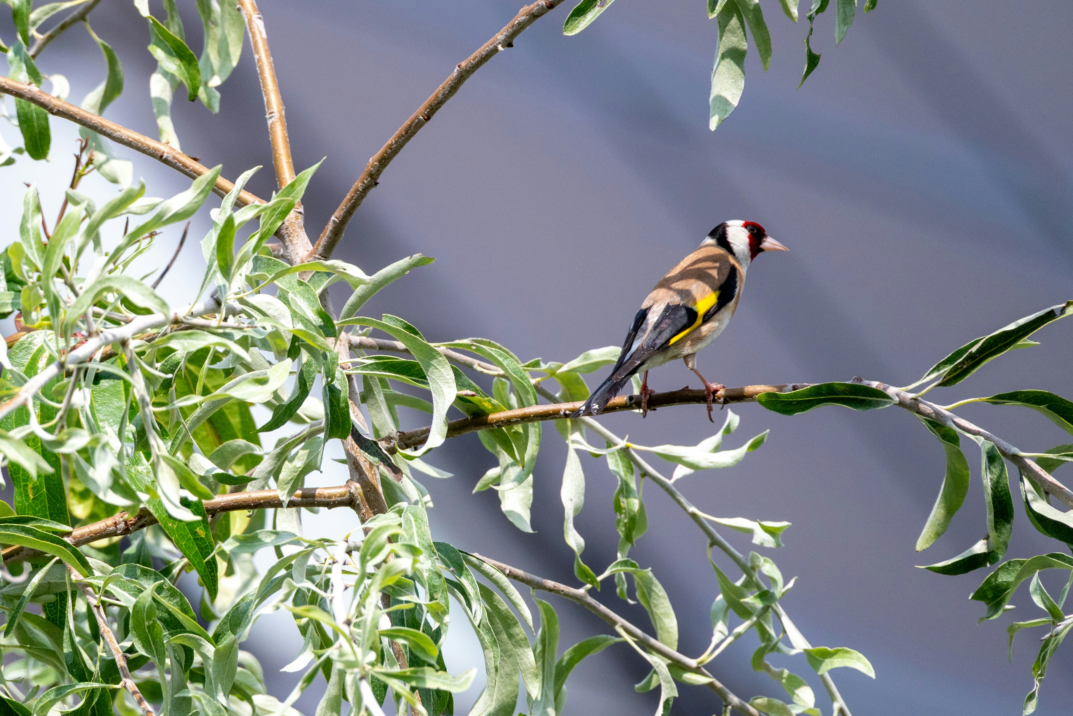 Mid-branch Goldfinch: a vivid passerine perched amid variegated foliage