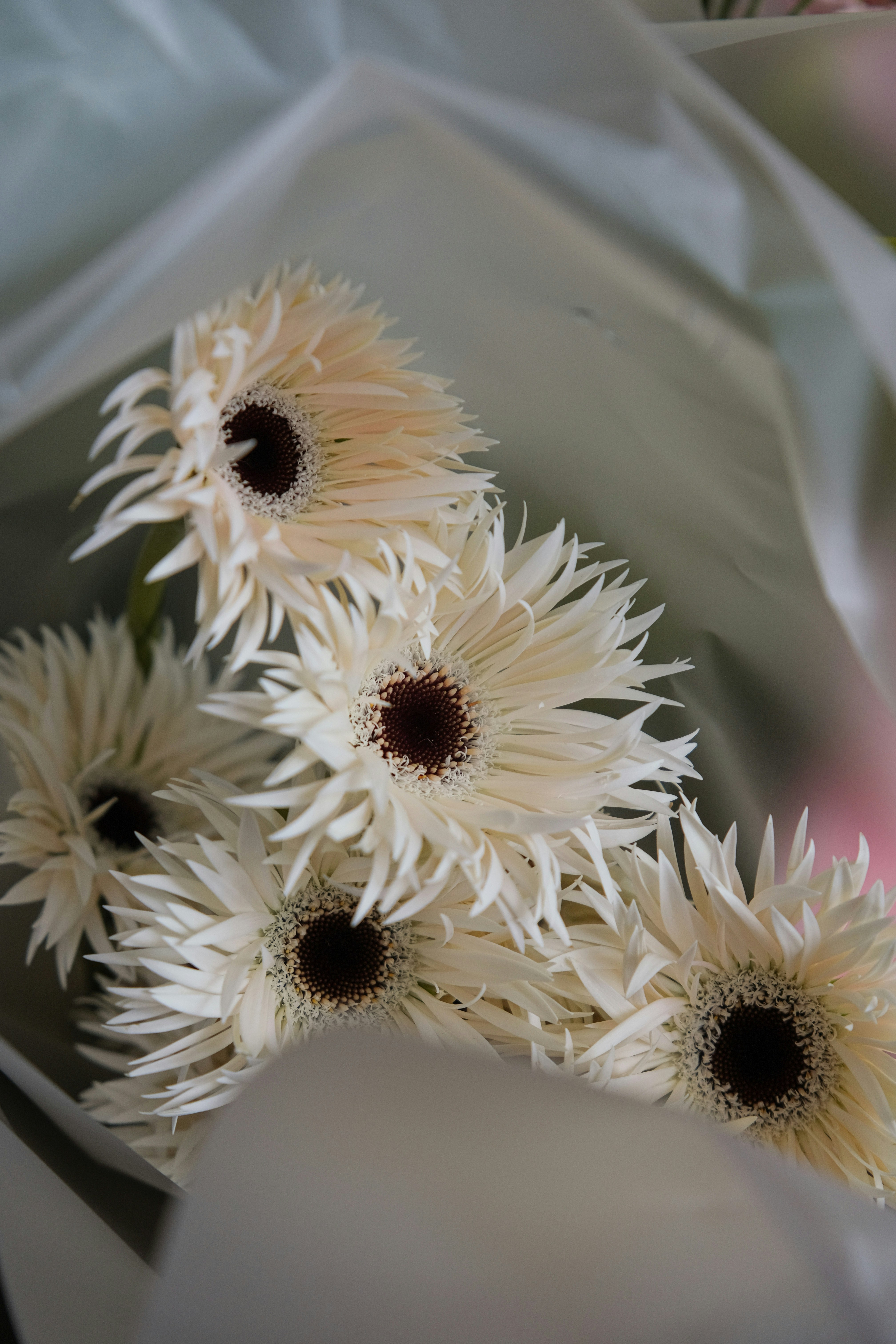 Petal Chorus: Cream Gerberas Peeking Through Wrapped Paper