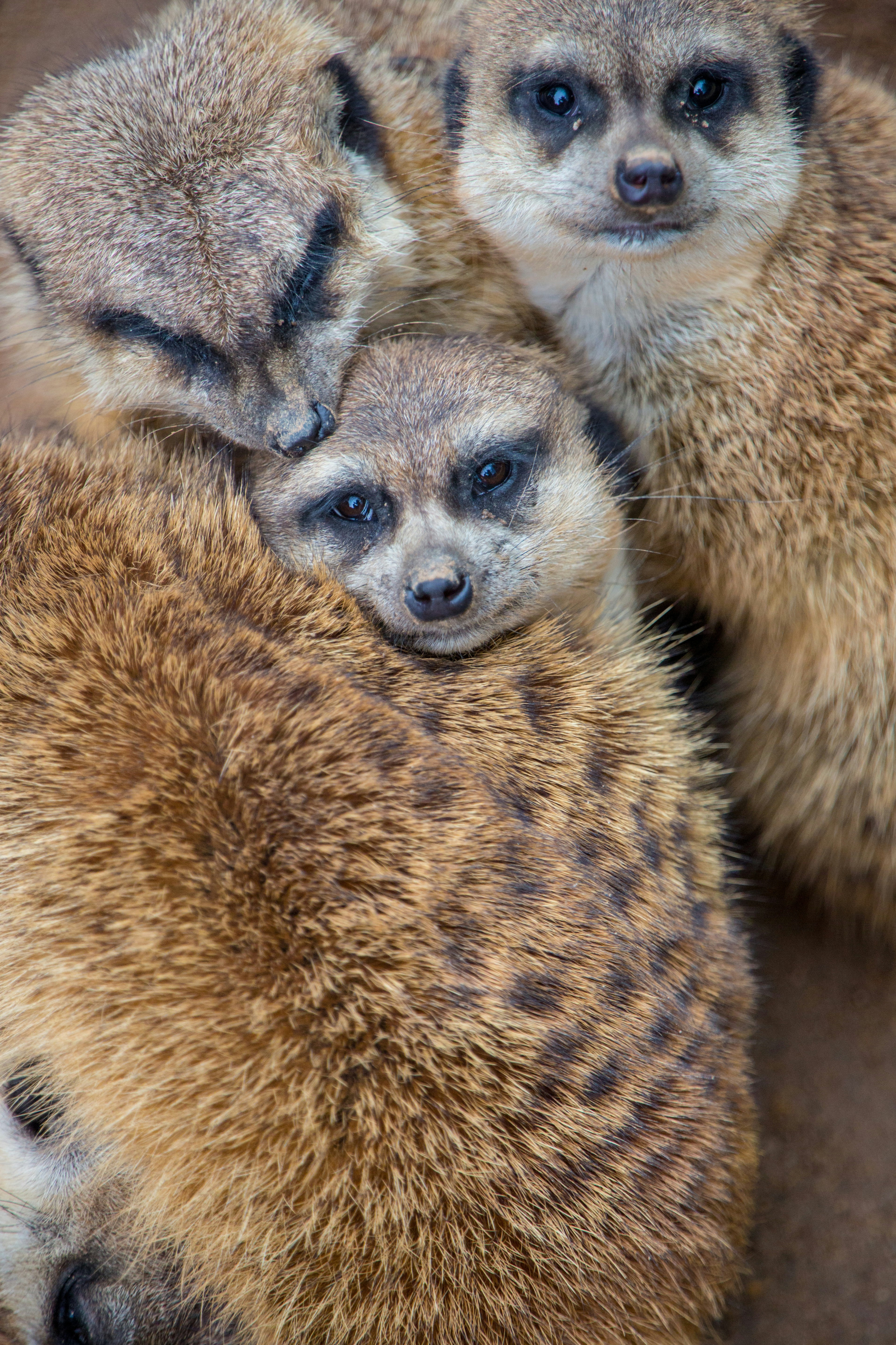 Close-knit trio: A trio of inquisitive mongooses (meerkats) huddle