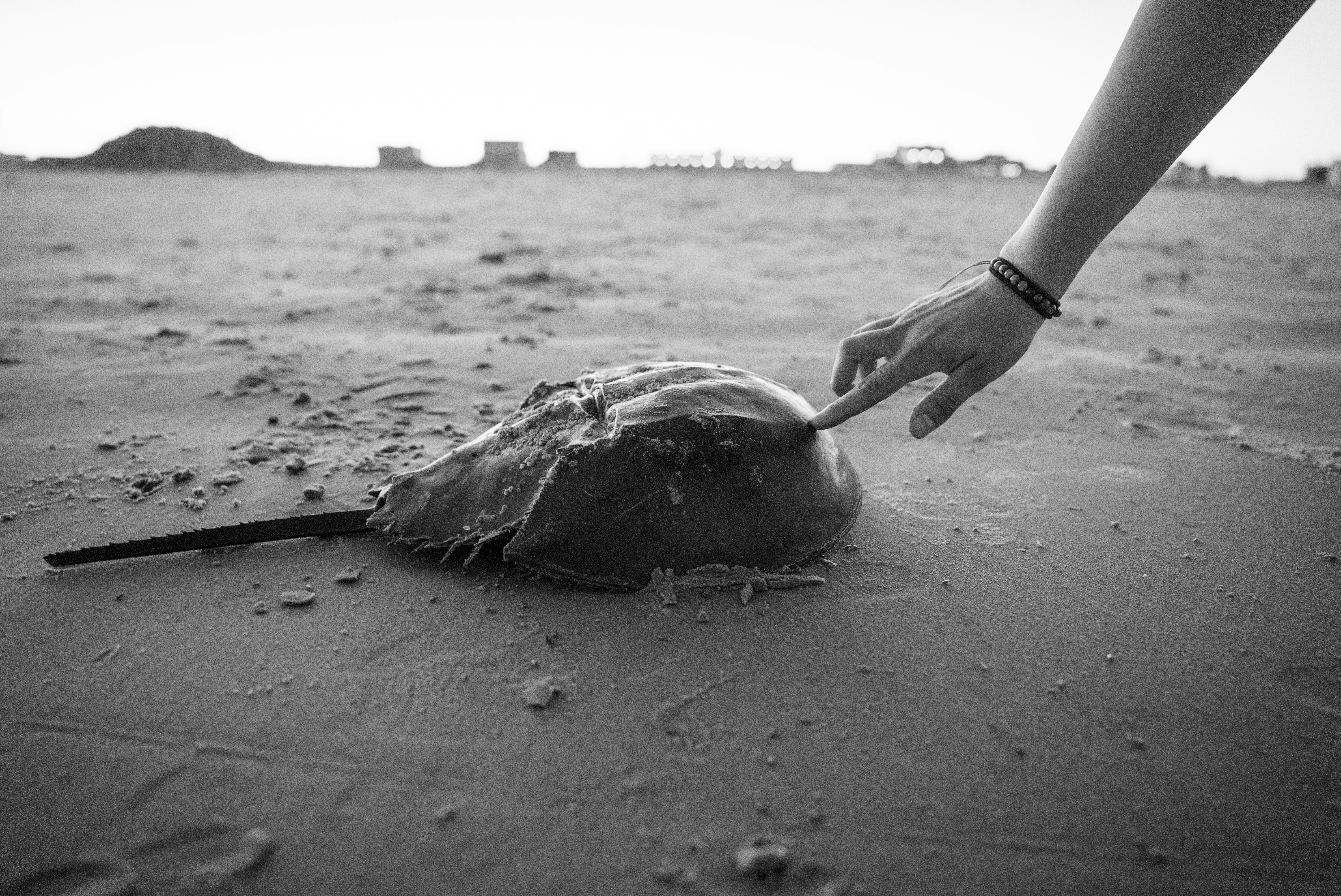 Touch at the Tidal Edge: A Hand Reaches for a Stranded Turtle