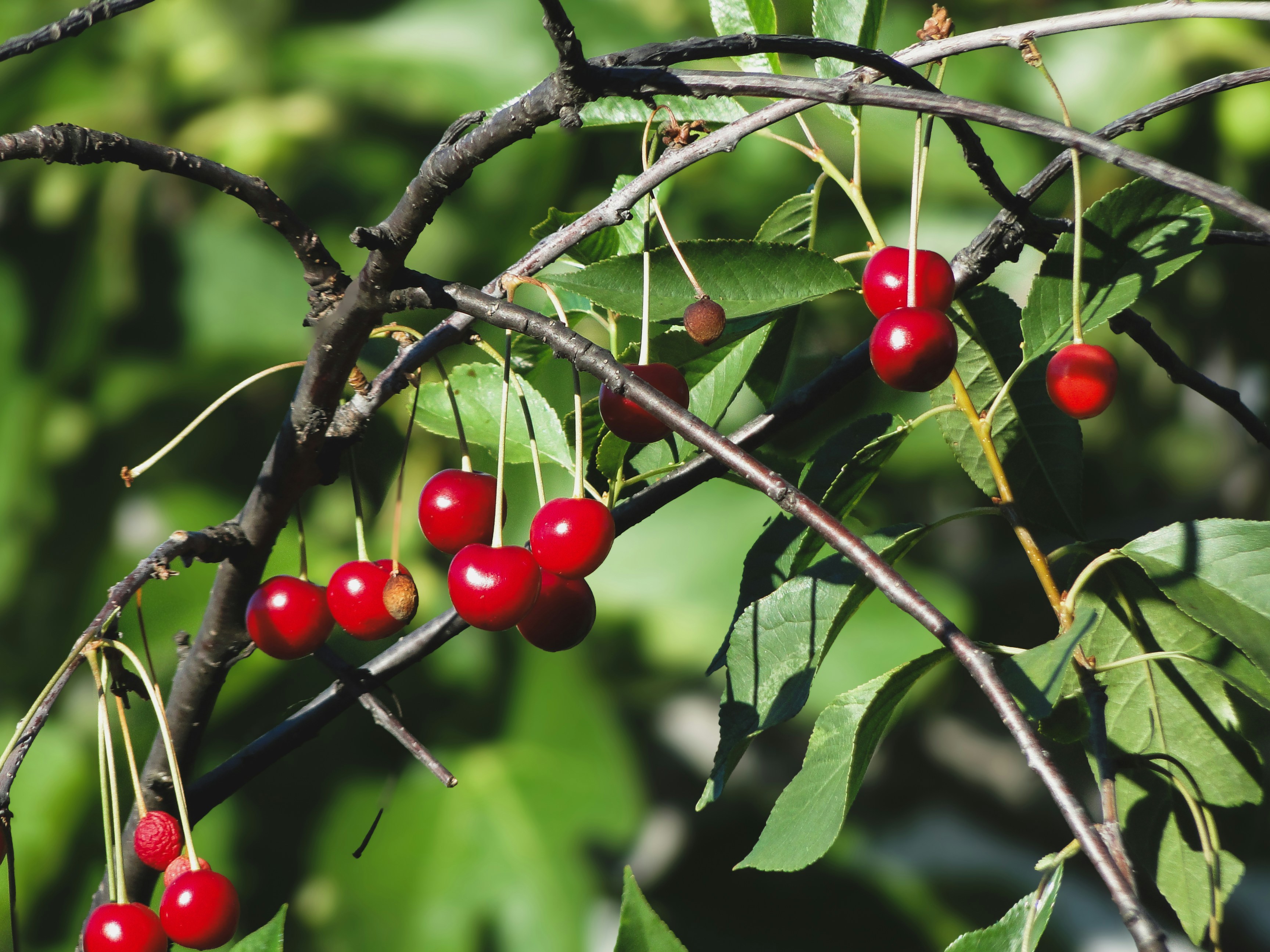 Sunlit Cherries: Red Orbs Framed by Twigs and Leaves