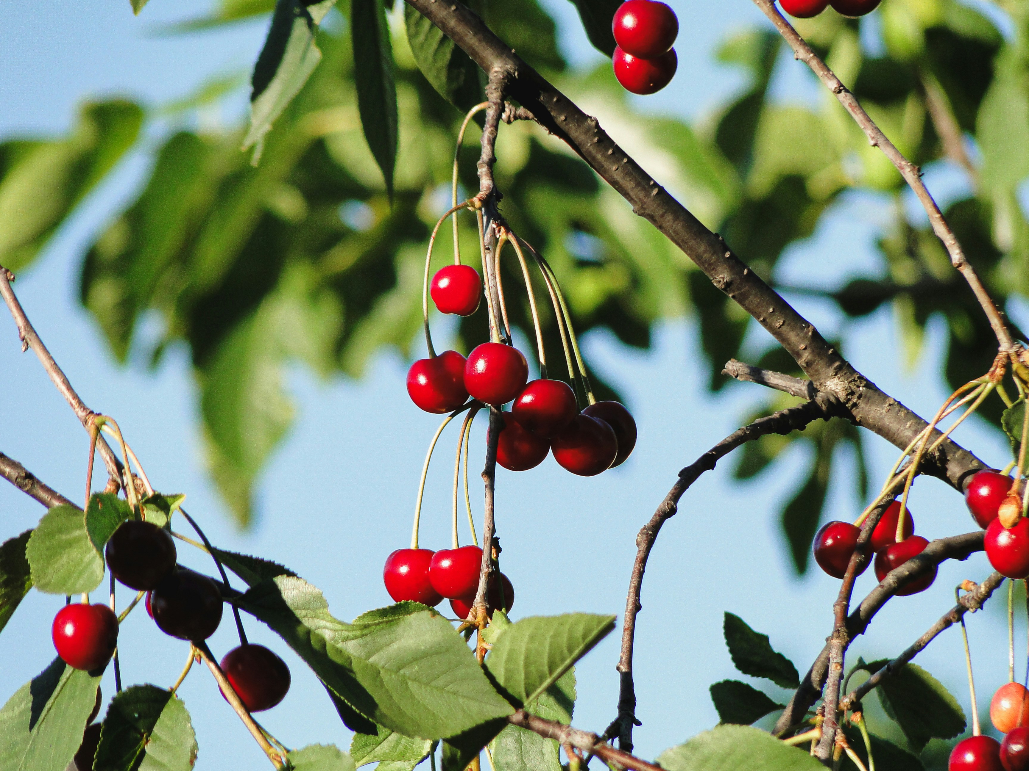 Red Cherries on a Sunlit Branch