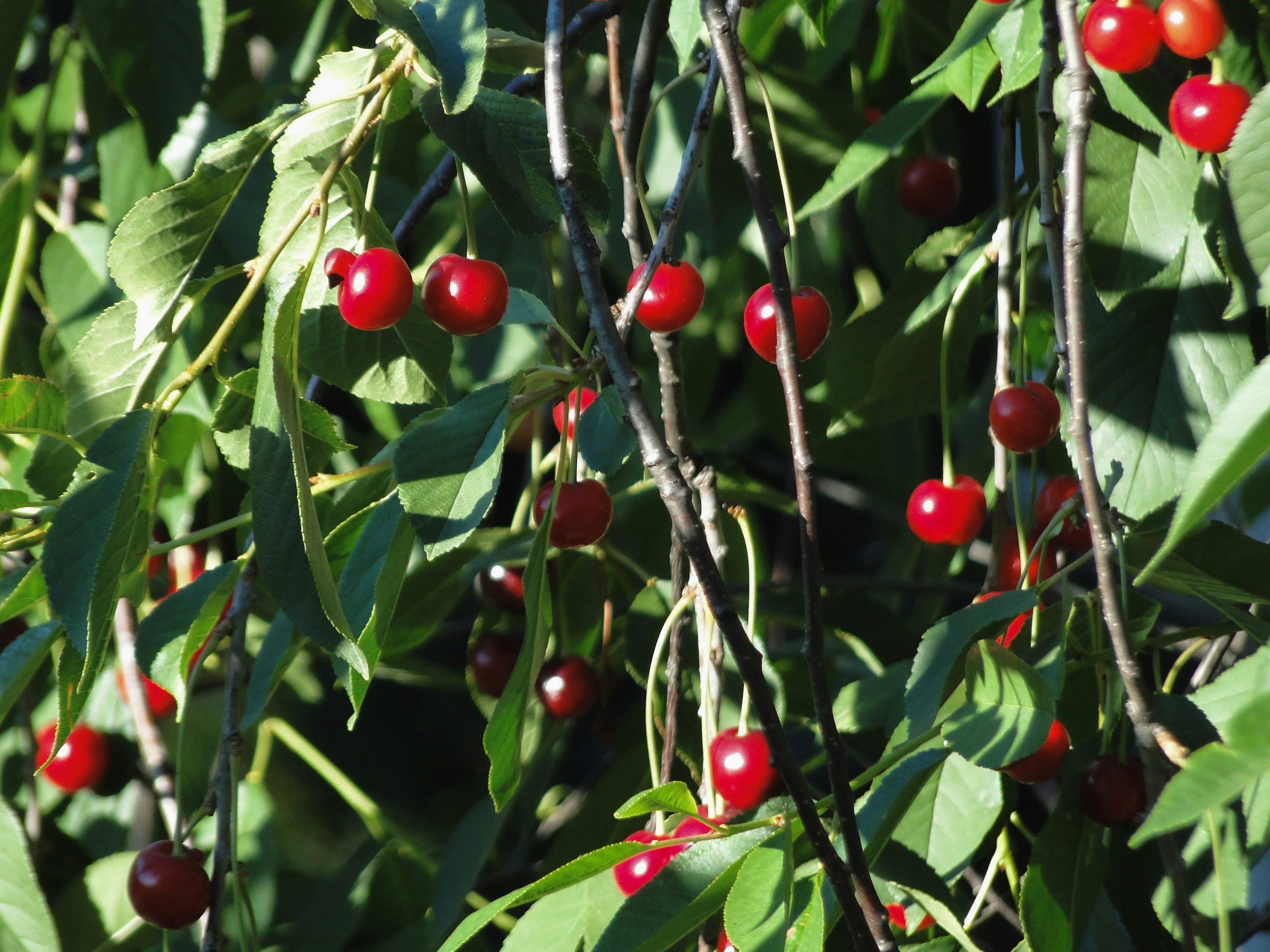 Red Cherries in Sunlit Foliage