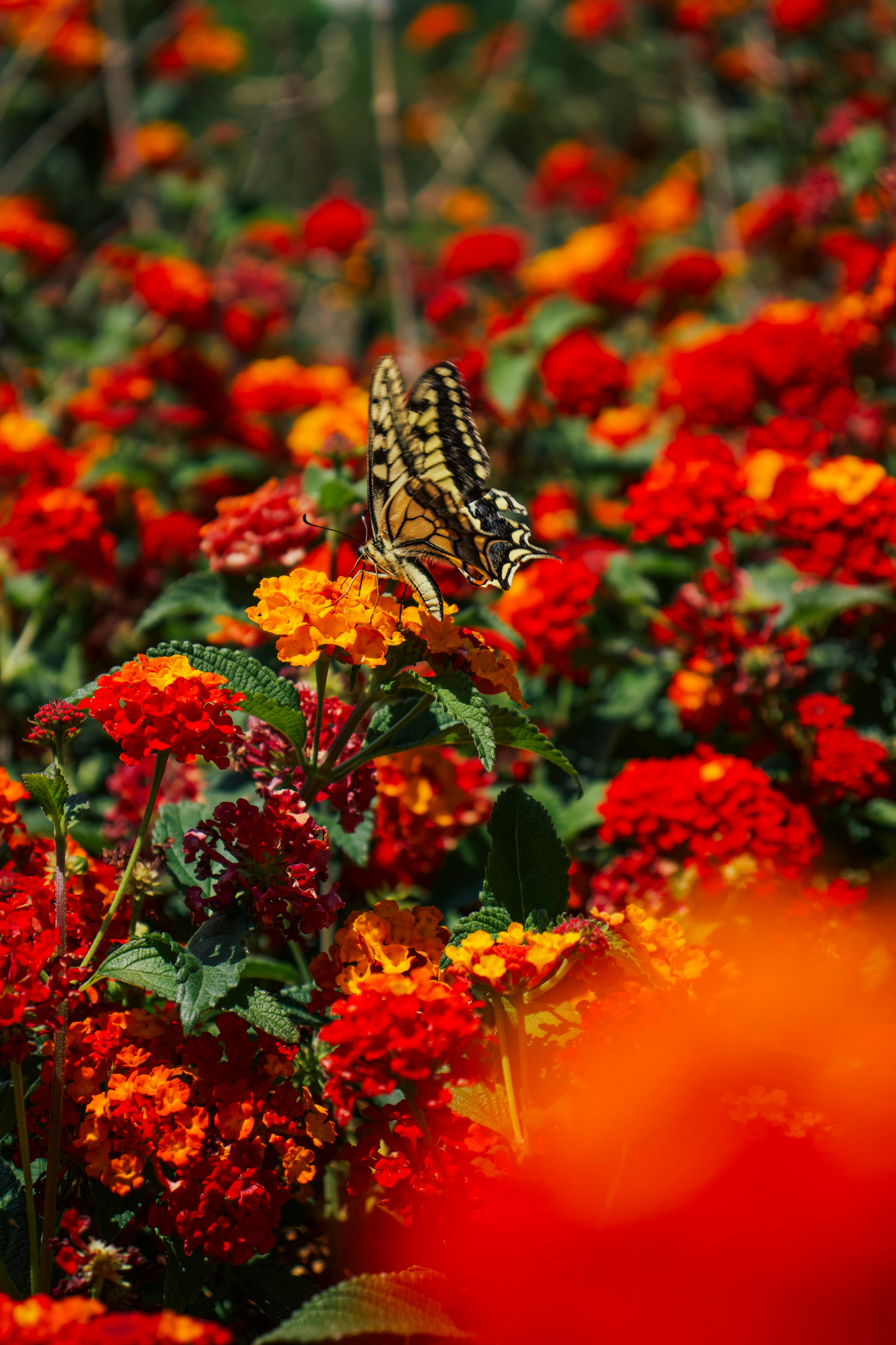 Butterfly on a Flame: A Moment Amid Crimson Blooms