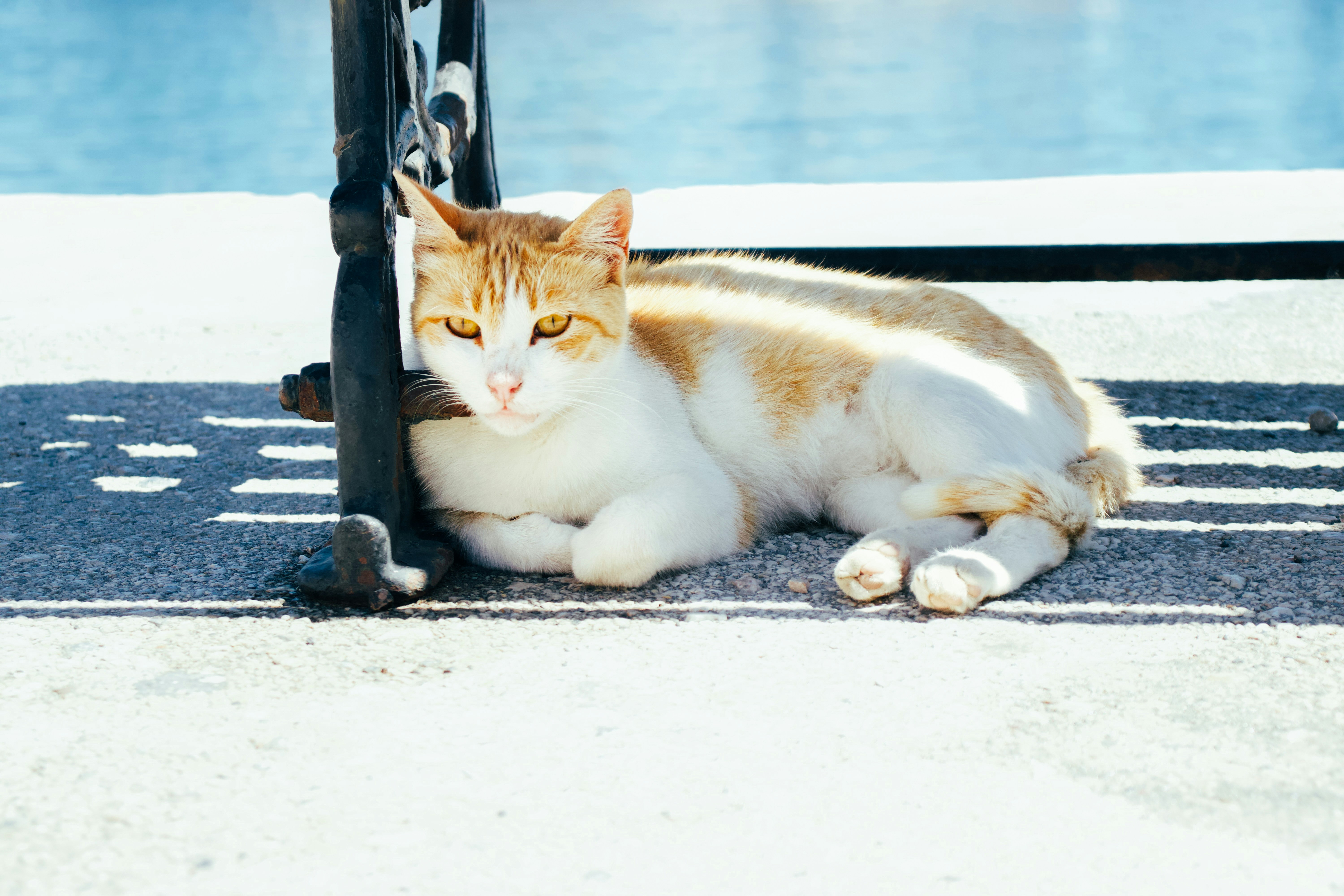 Sunlit Shelter: A Relaxed Cat Lounges Under a Rail