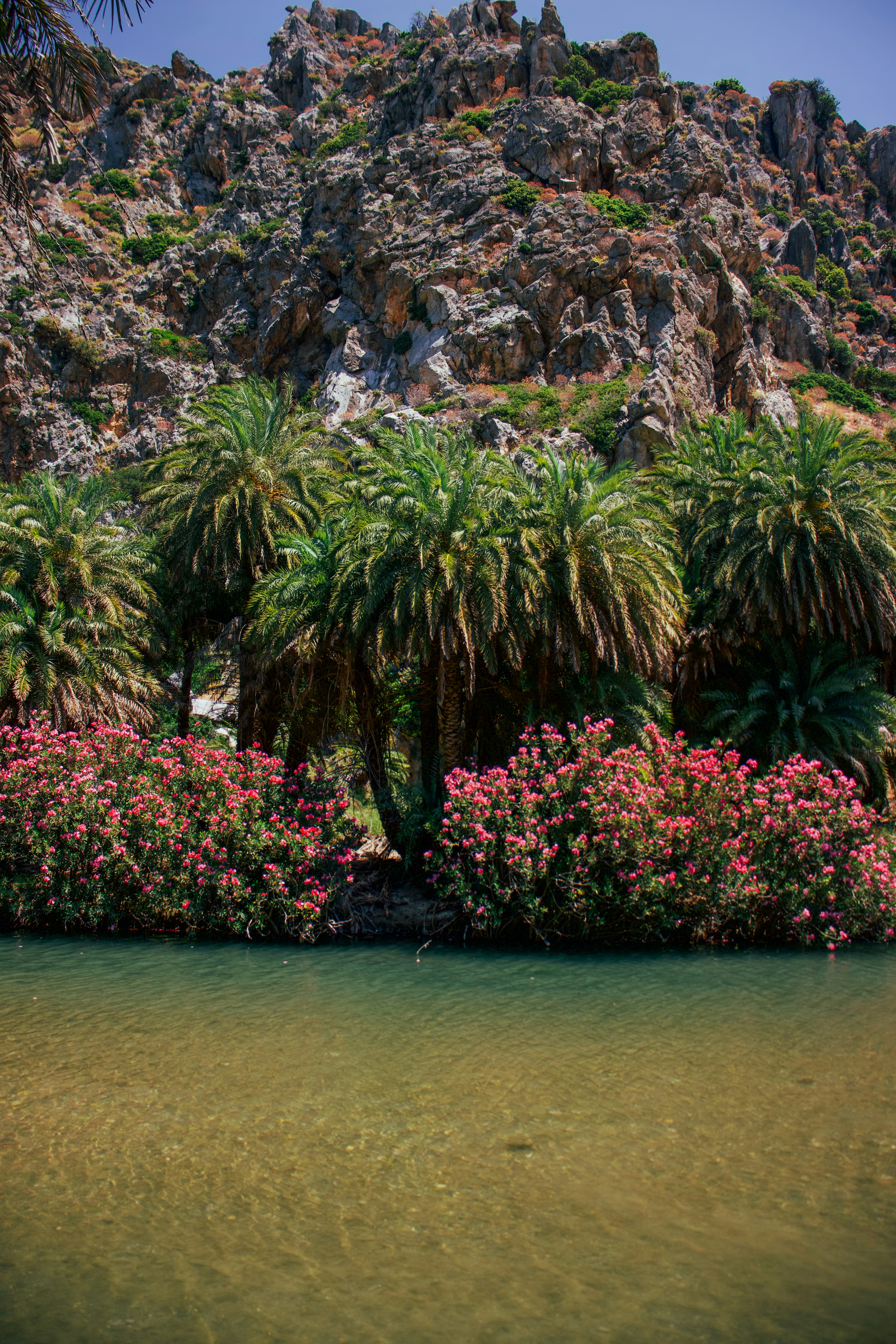 Palm-fringed shoreline and sunlit rocky ridge