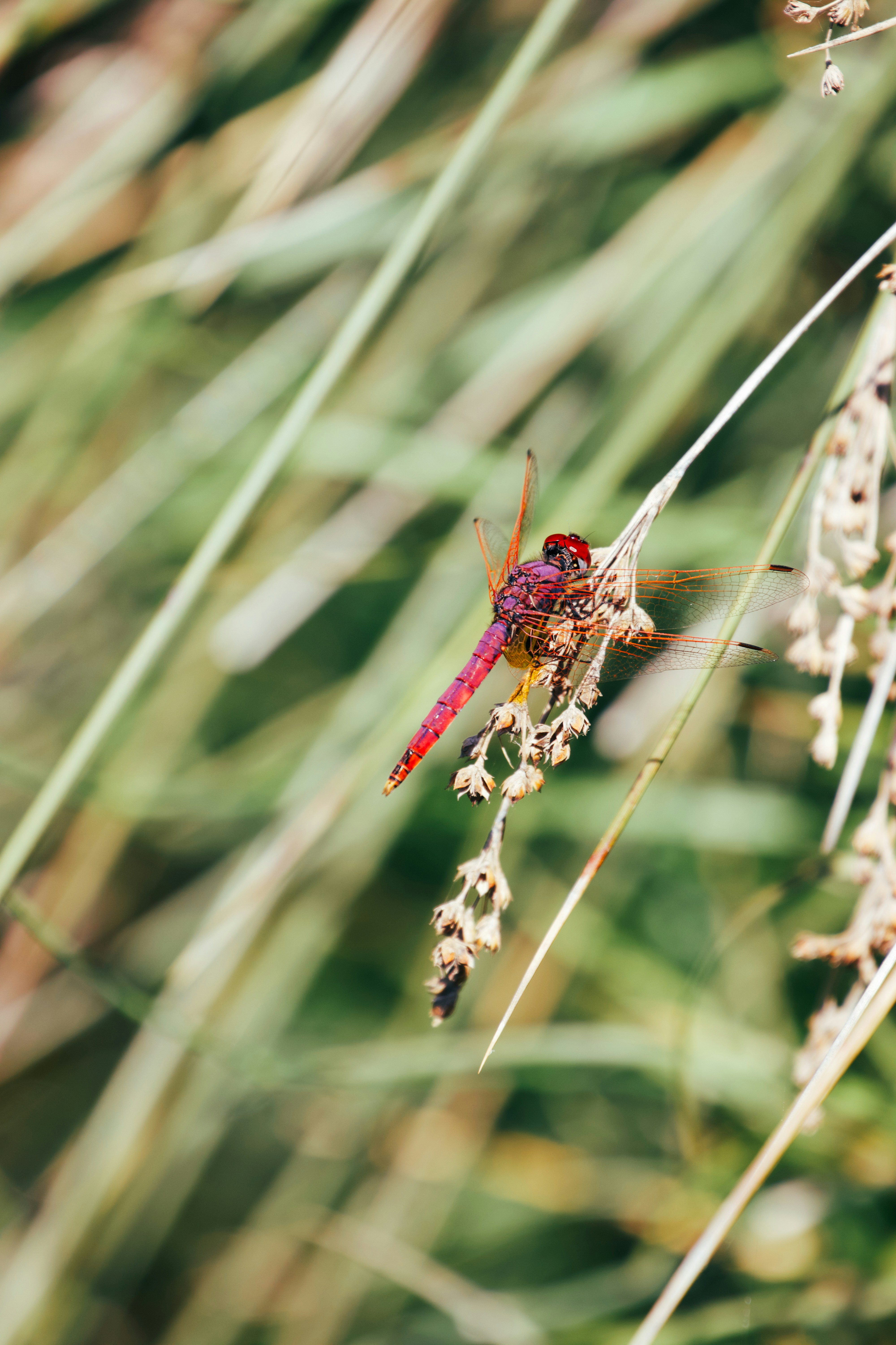 Crimson Dragonfly on a Quiet Grass Stem