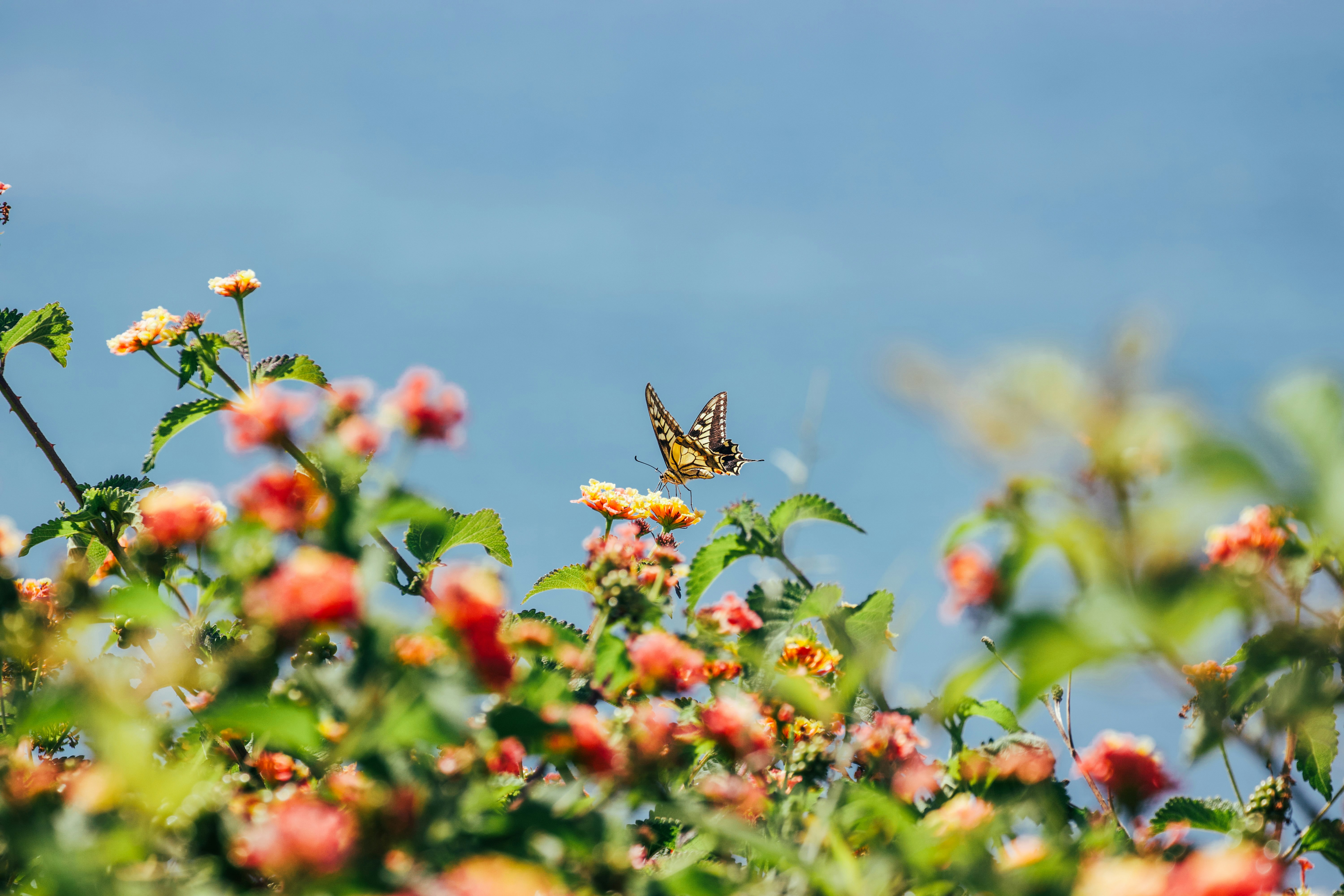 Butterfly Among Coral Blooms: A Moment of Delicate Flight Above a Coastal Hedge